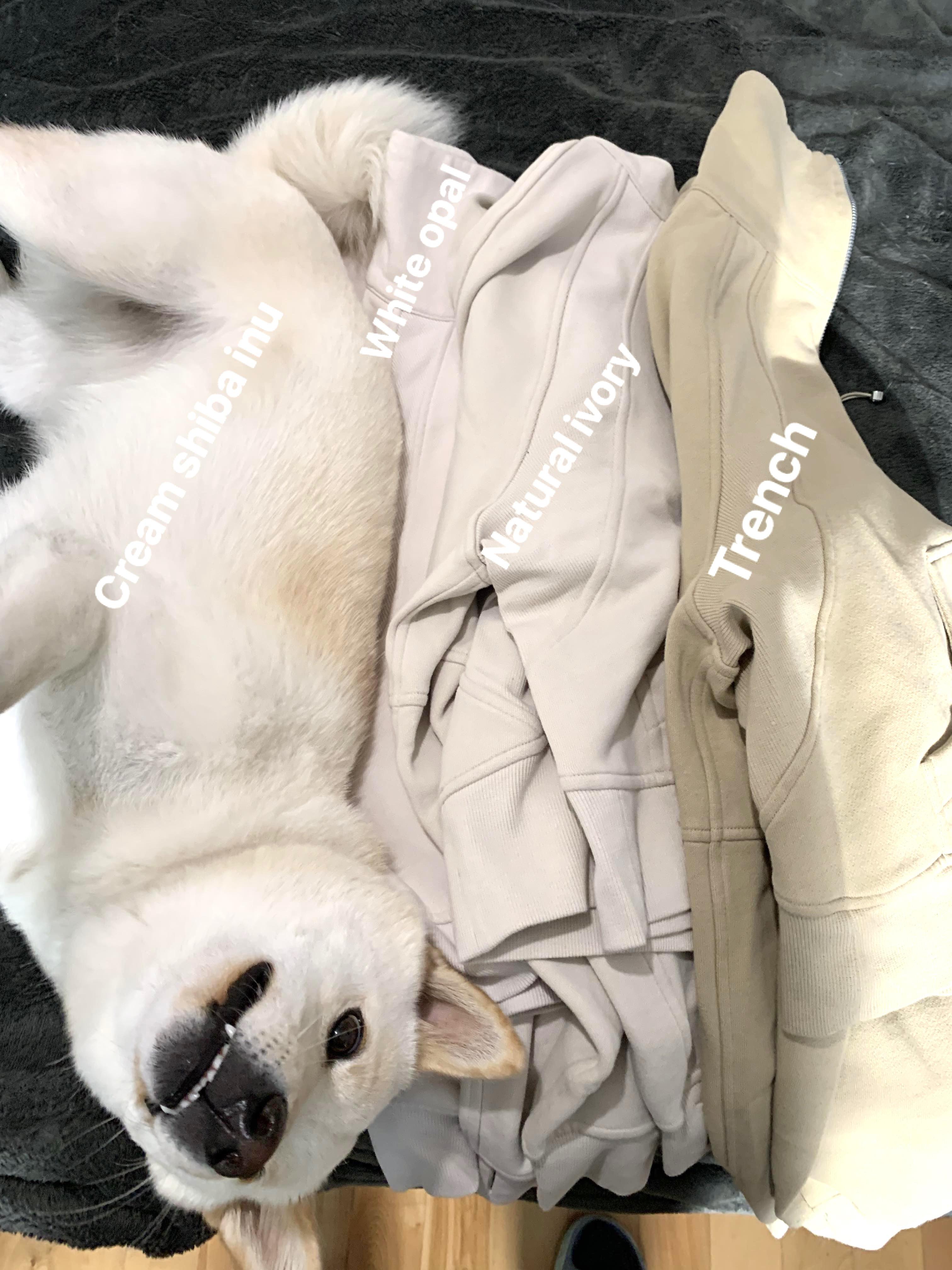 Colour comp no one asked for! Cream shiba inu, white opal, natural ivory, trench. | Scrolller