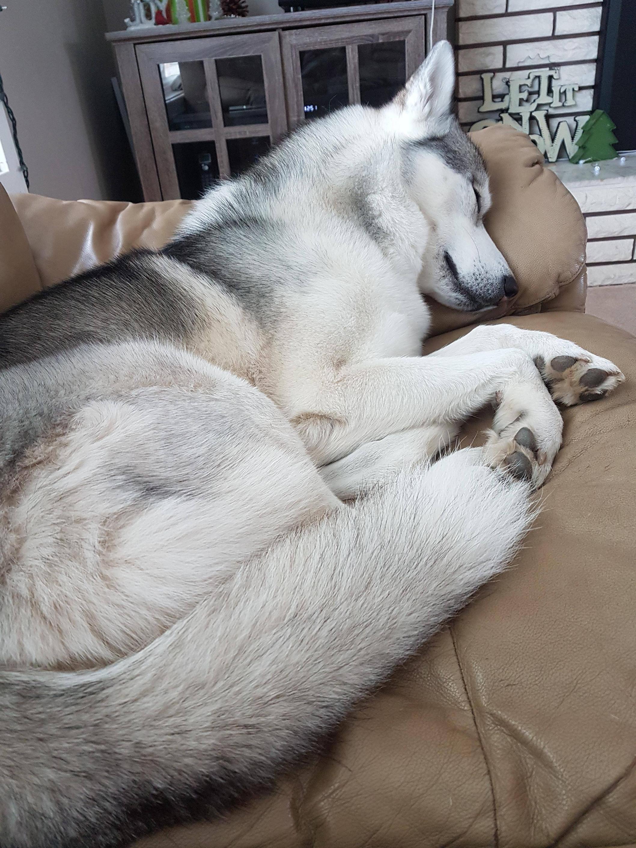 Couch naps | Scrolller