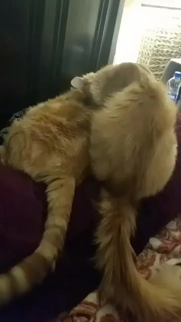 cozy cats | Scrolller