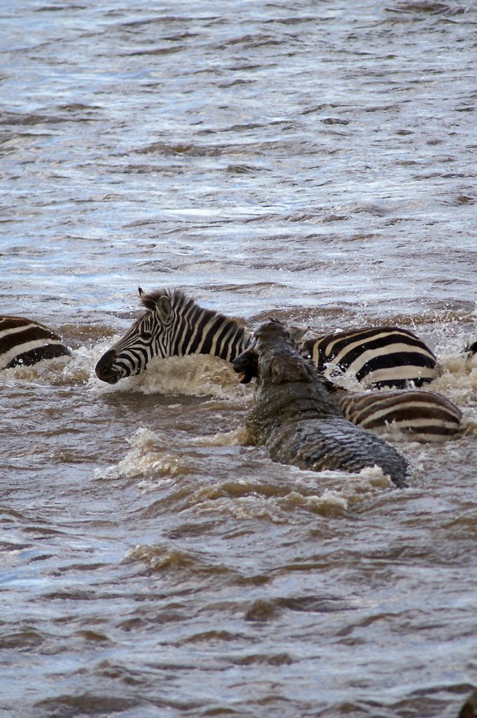 Crocodile biting a Zebra's head | Scrolller