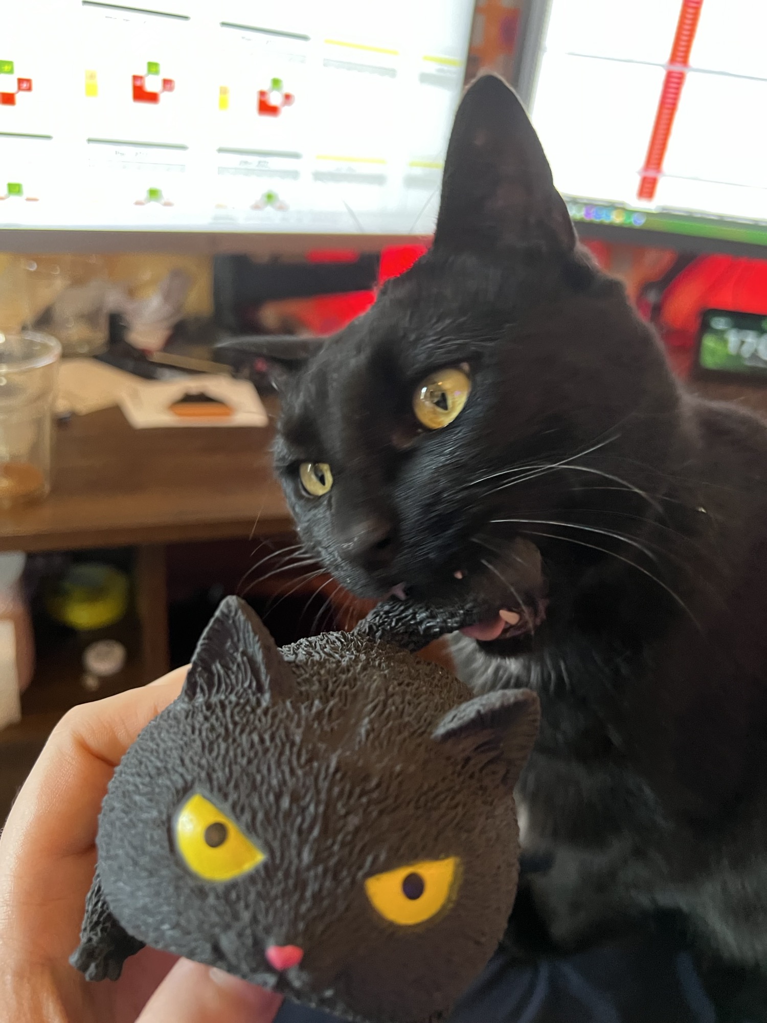 Derpy Raven and his derpy stress ball | Scrolller