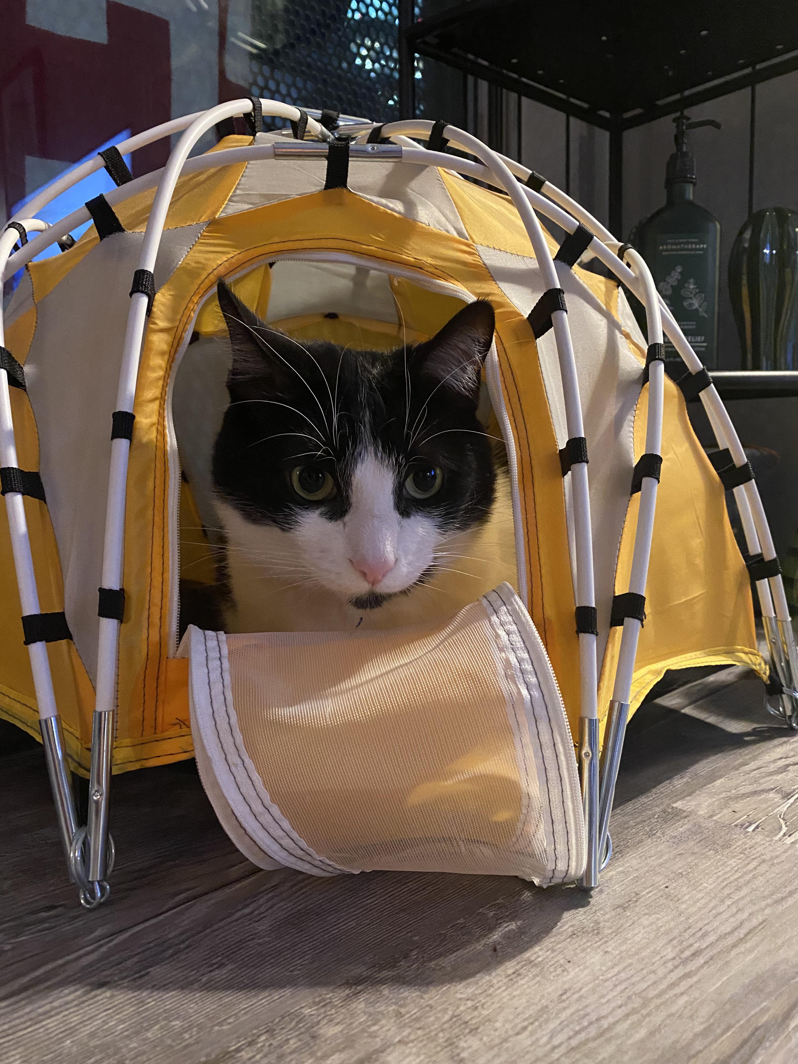 Tent | Pictures | Scrolller