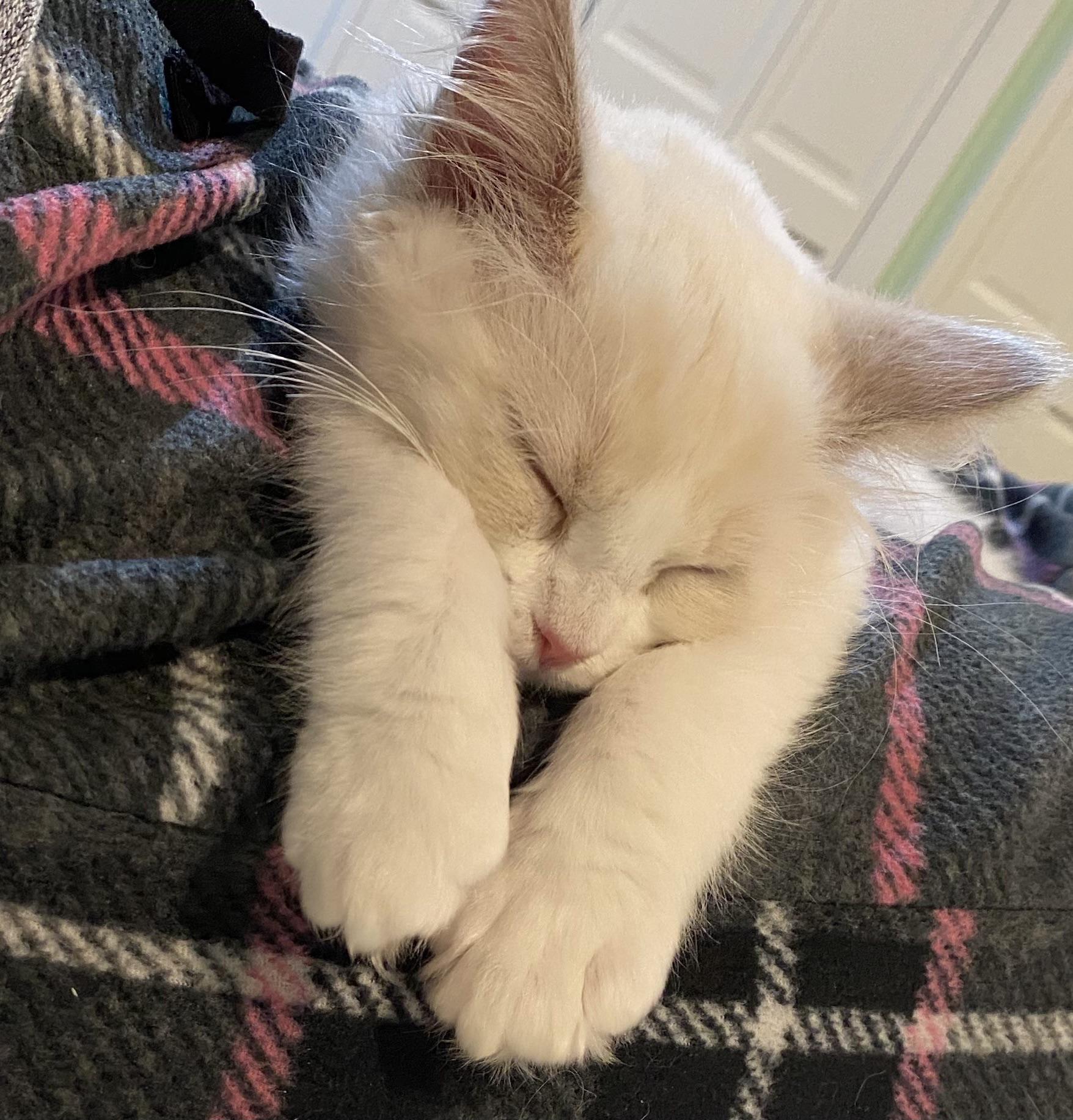 Dreaming of being a big floof someday | Scrolller