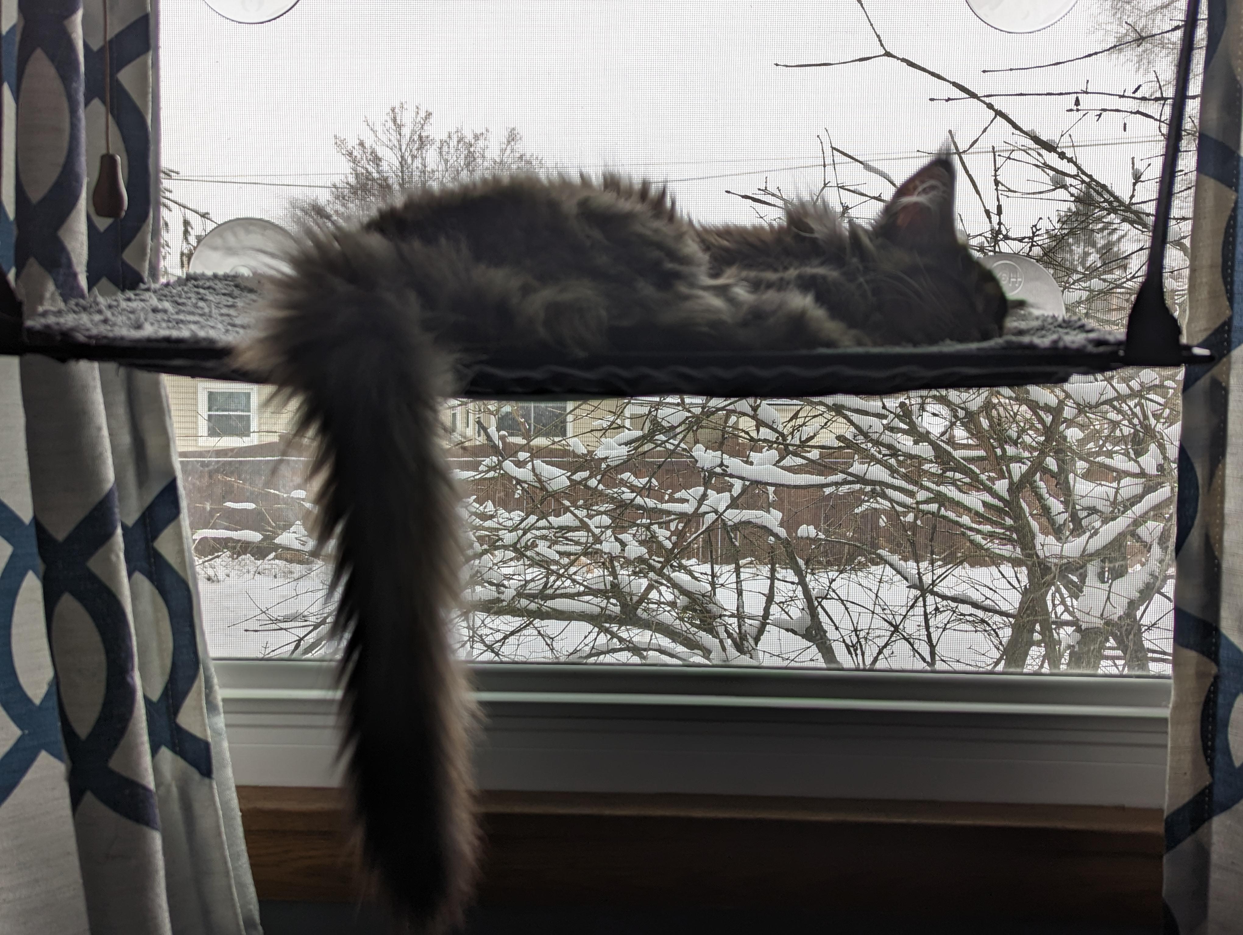 Dreaming of her future bottlebrush | Scrolller