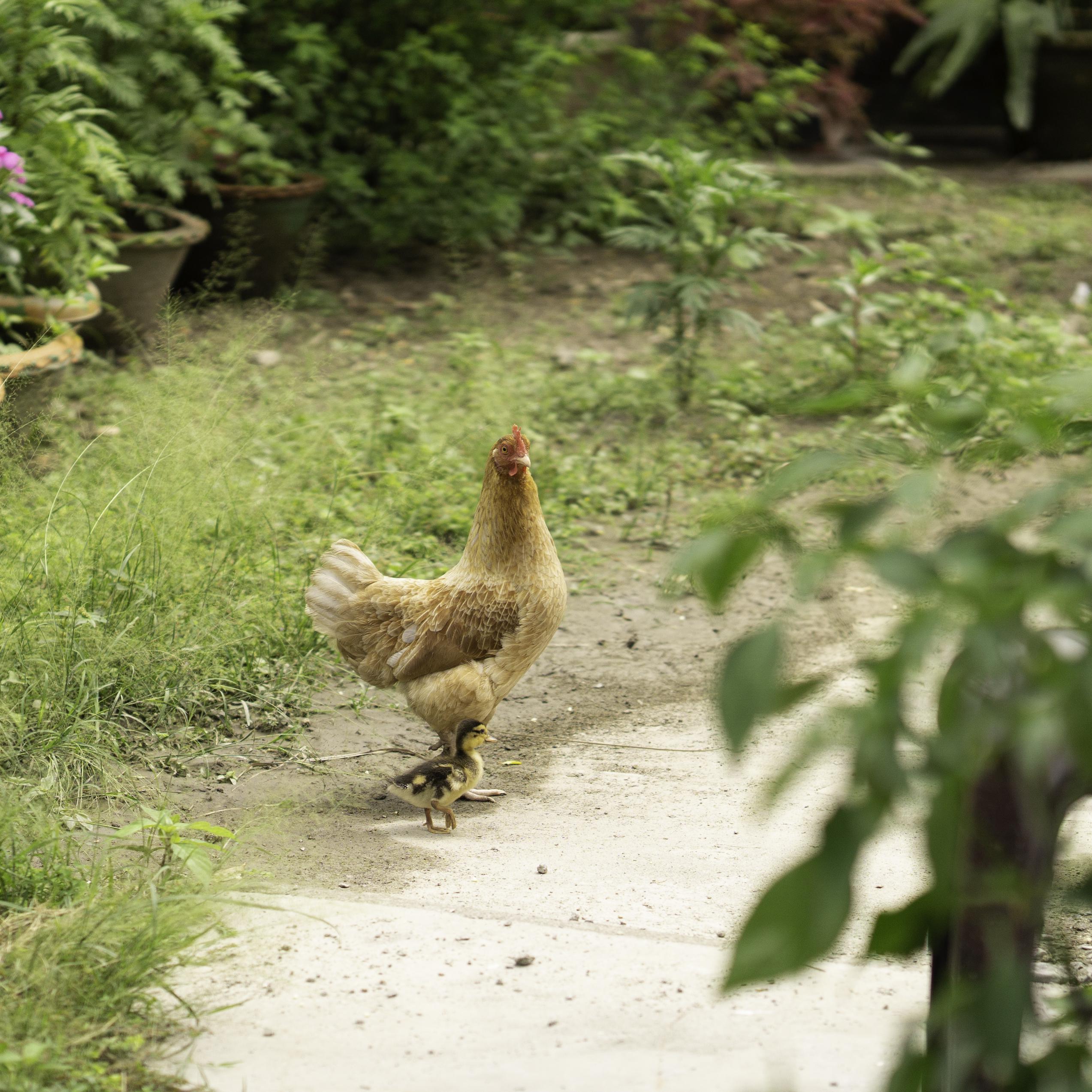 Duckling with mama chicken Sony A6000 Sigma 56mm | Scrolller