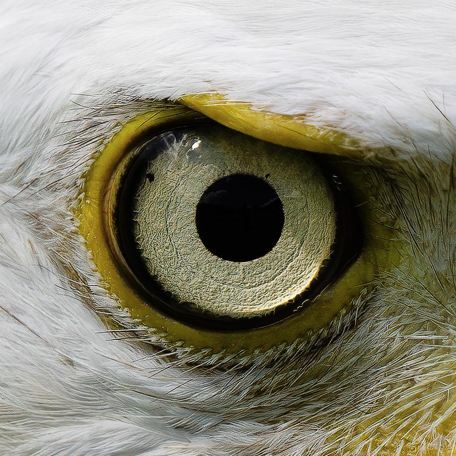 Eye of a Bald Eagle | Scrolller