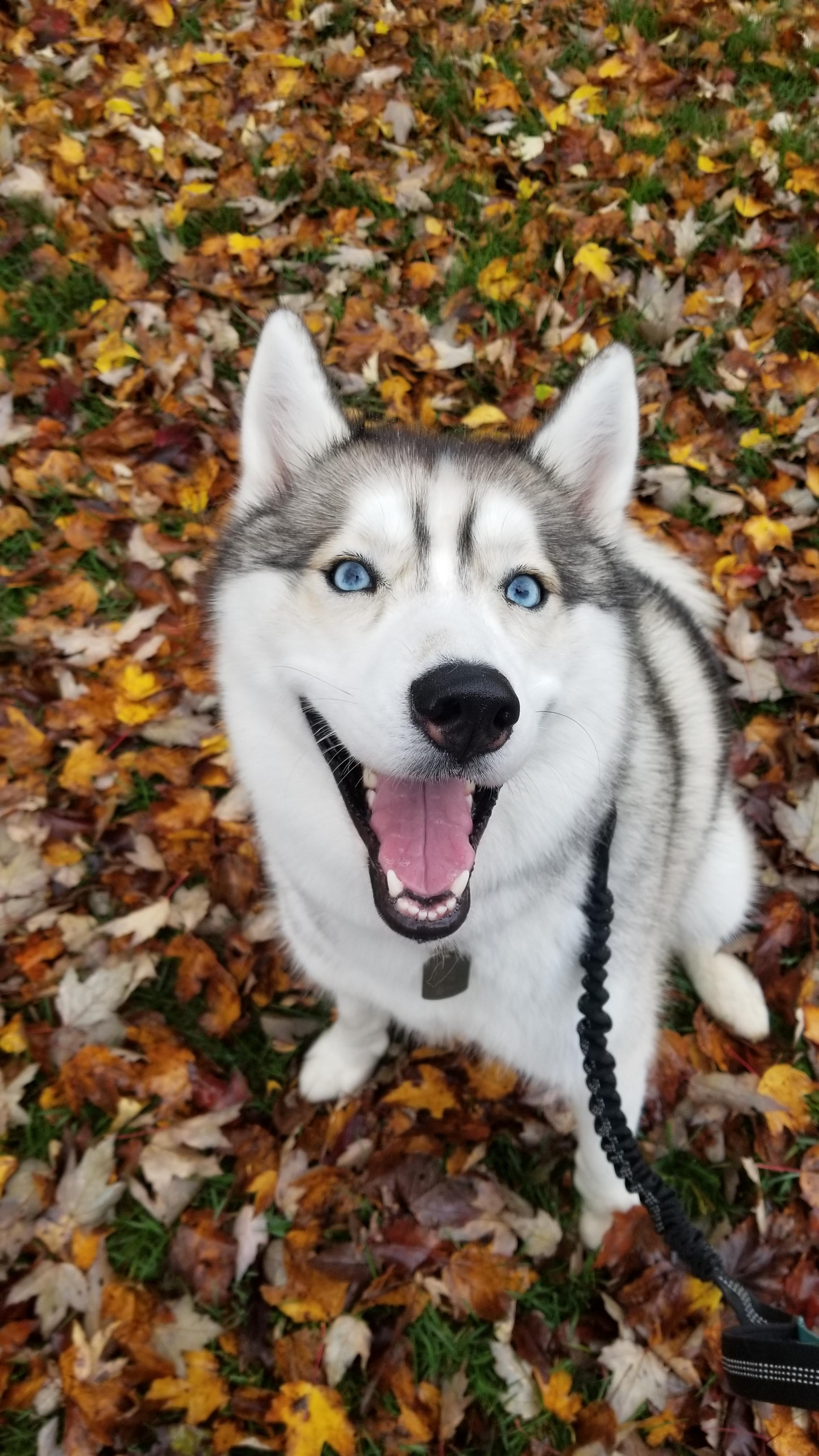 Fall vibes | Scrolller