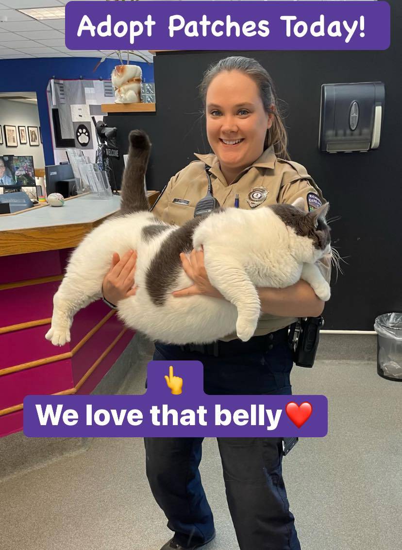 Fat cat Patches weighs a mere 40.3 pounds | Scrolller