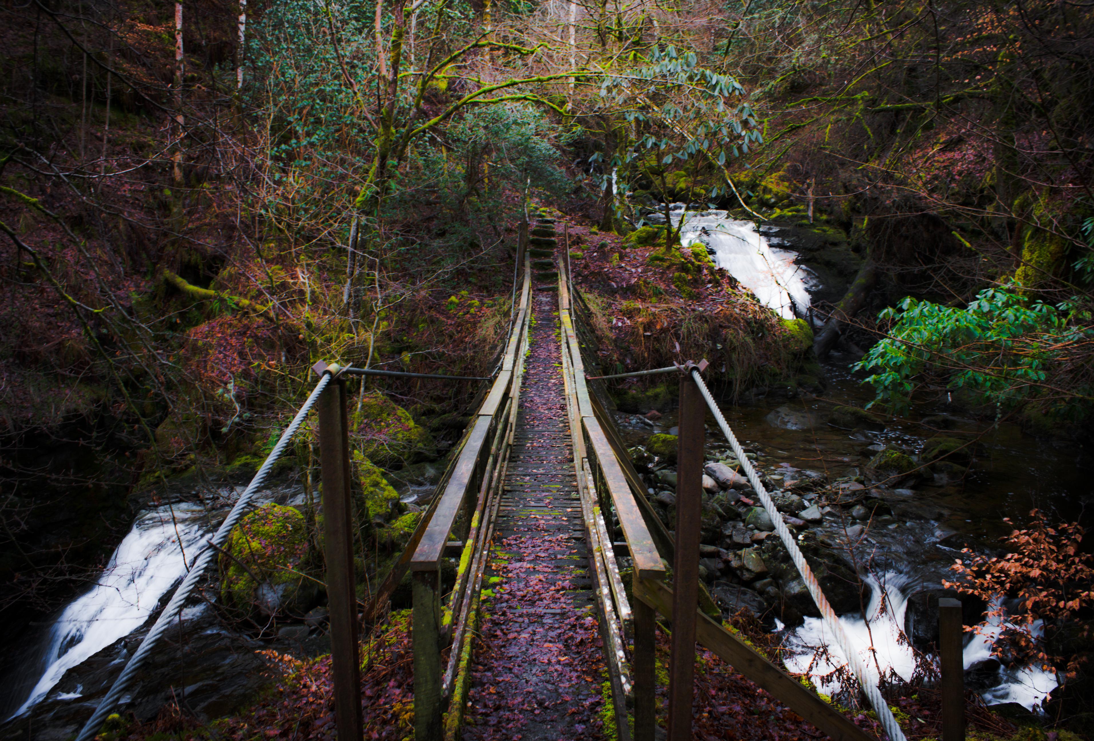 Forest bridge [oc] | Scrolller