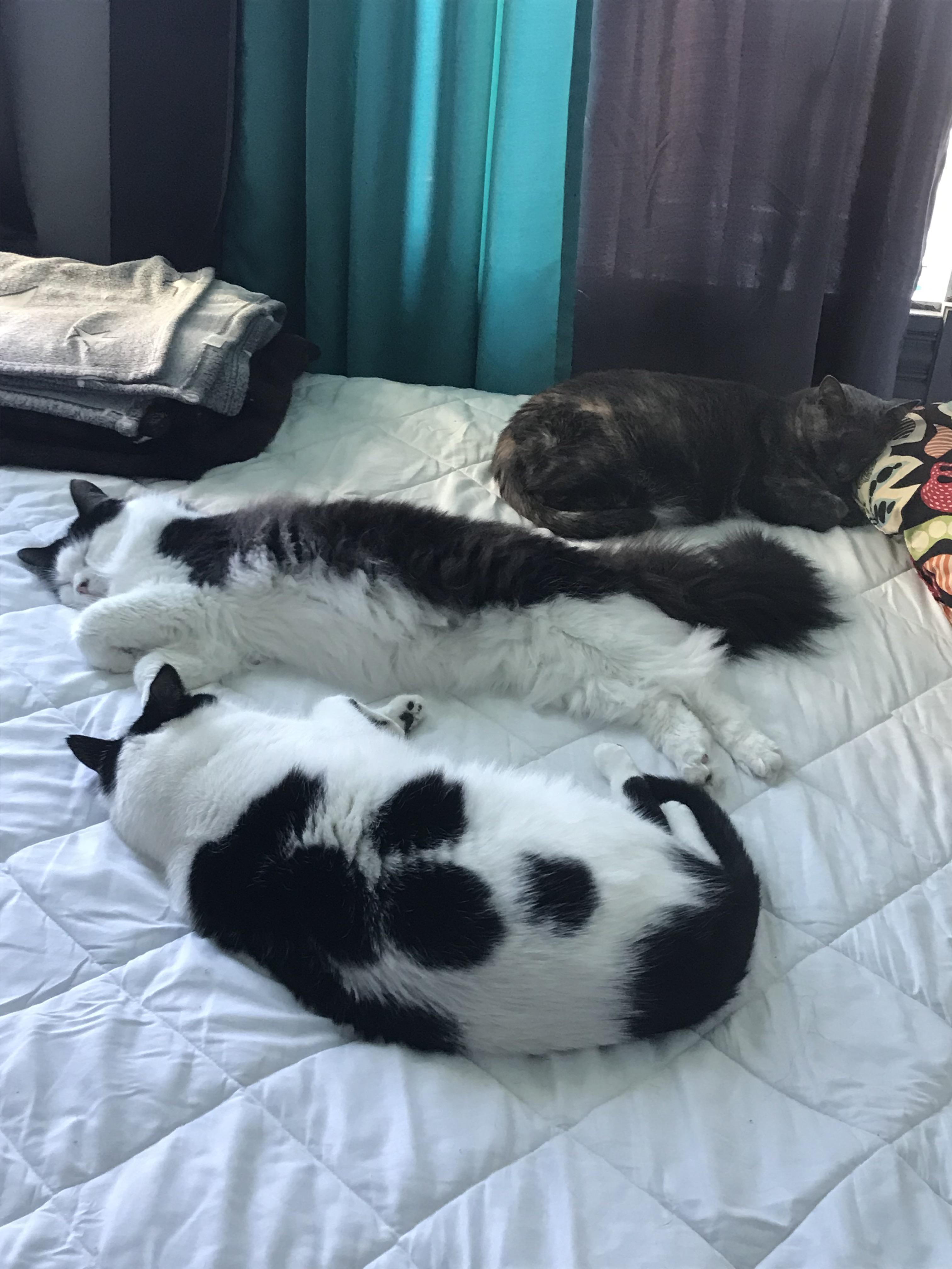 Friends having their daily nap | Scrolller