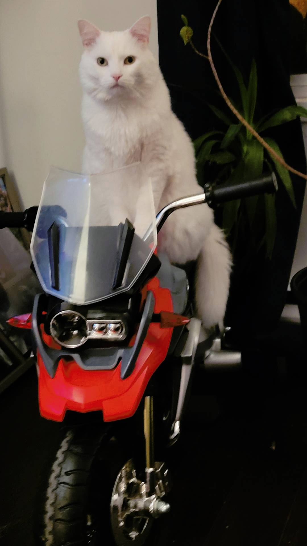 Fromage the biker | Scrolller