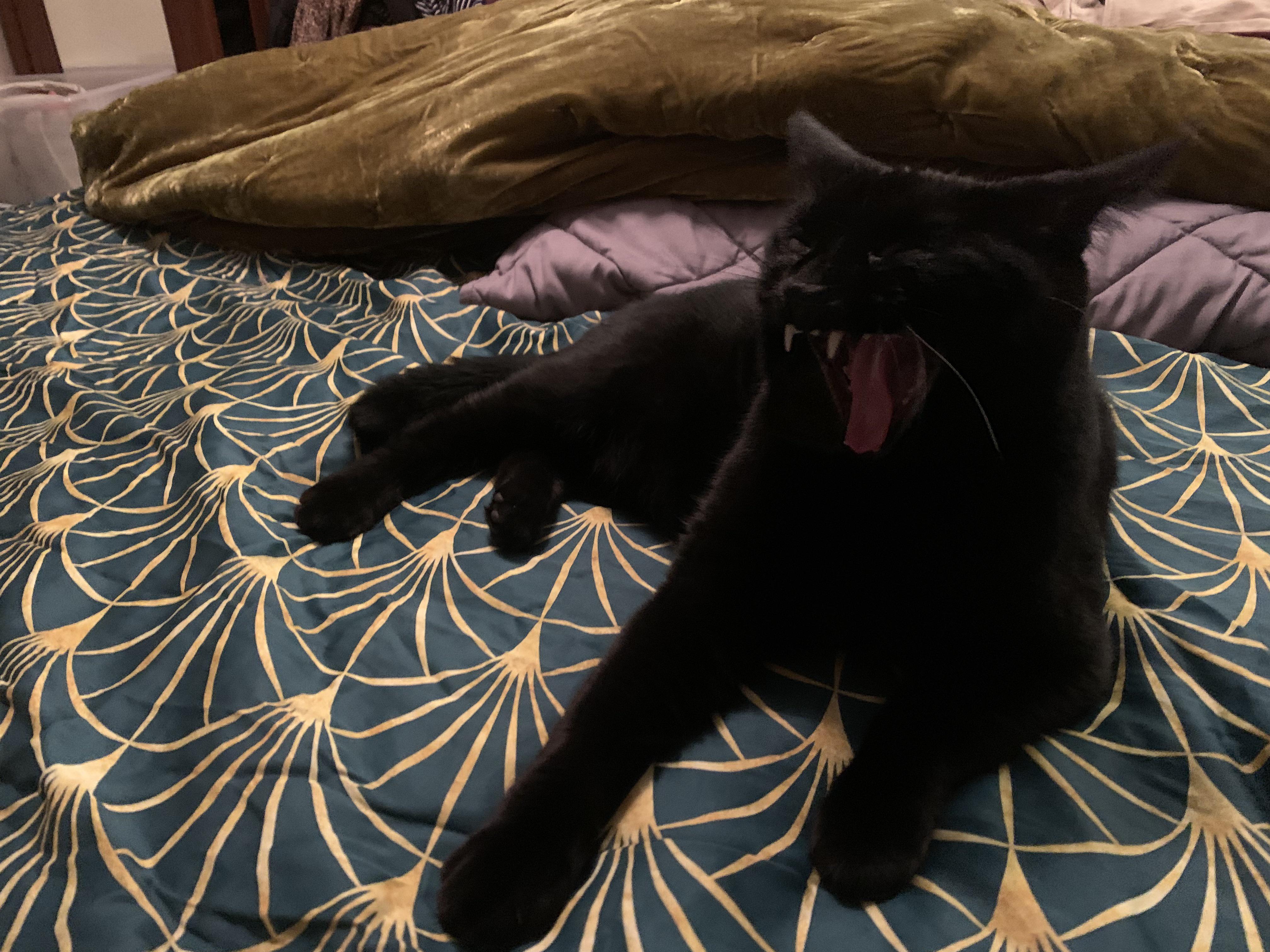 Good night, Ceets! Sleepy girl. | Scrolller