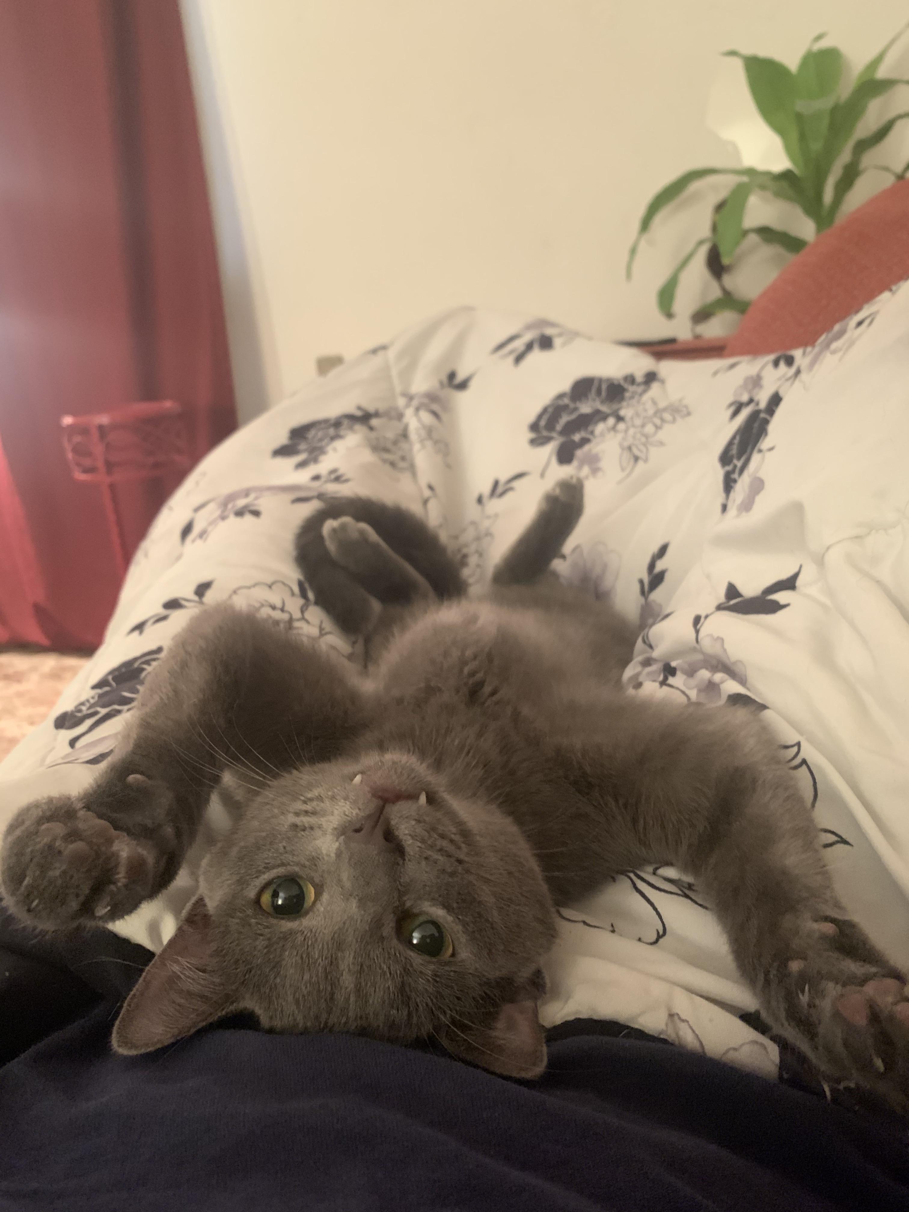 Goose the vampire kitty | Scrolller