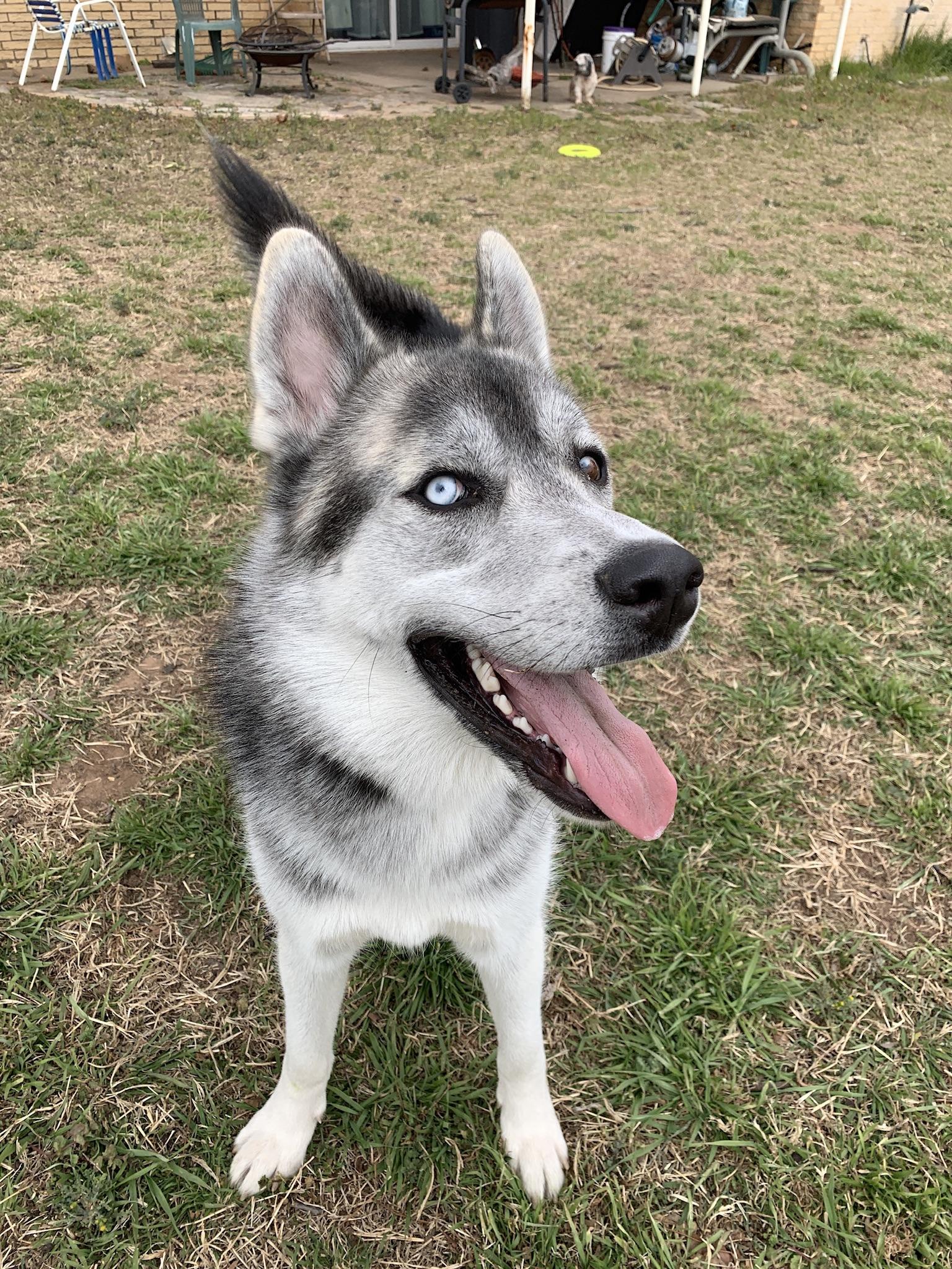 Half Husky, full troublemaker. ☺️ | Scrolller