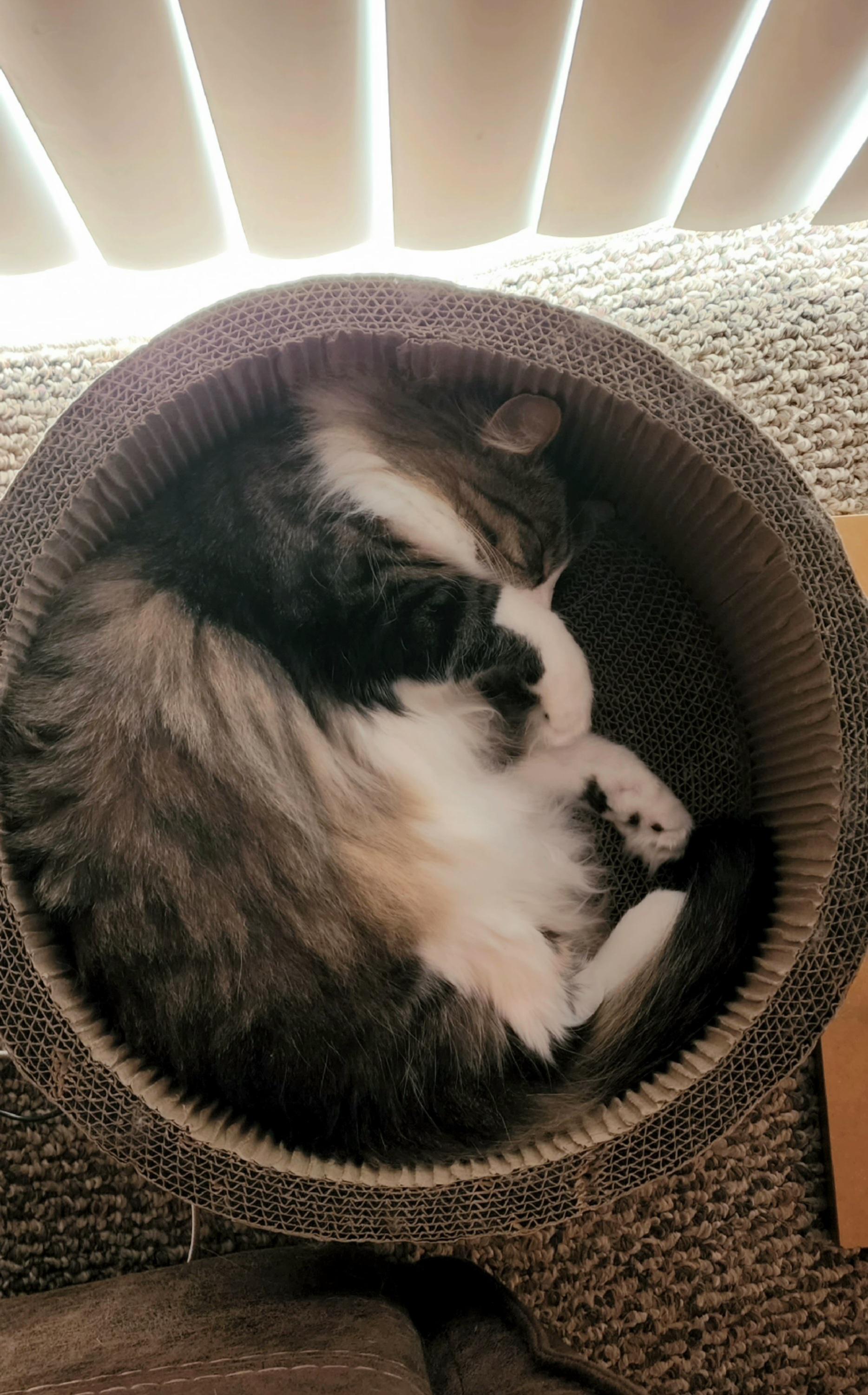 Half Moon Tiny | Scrolller