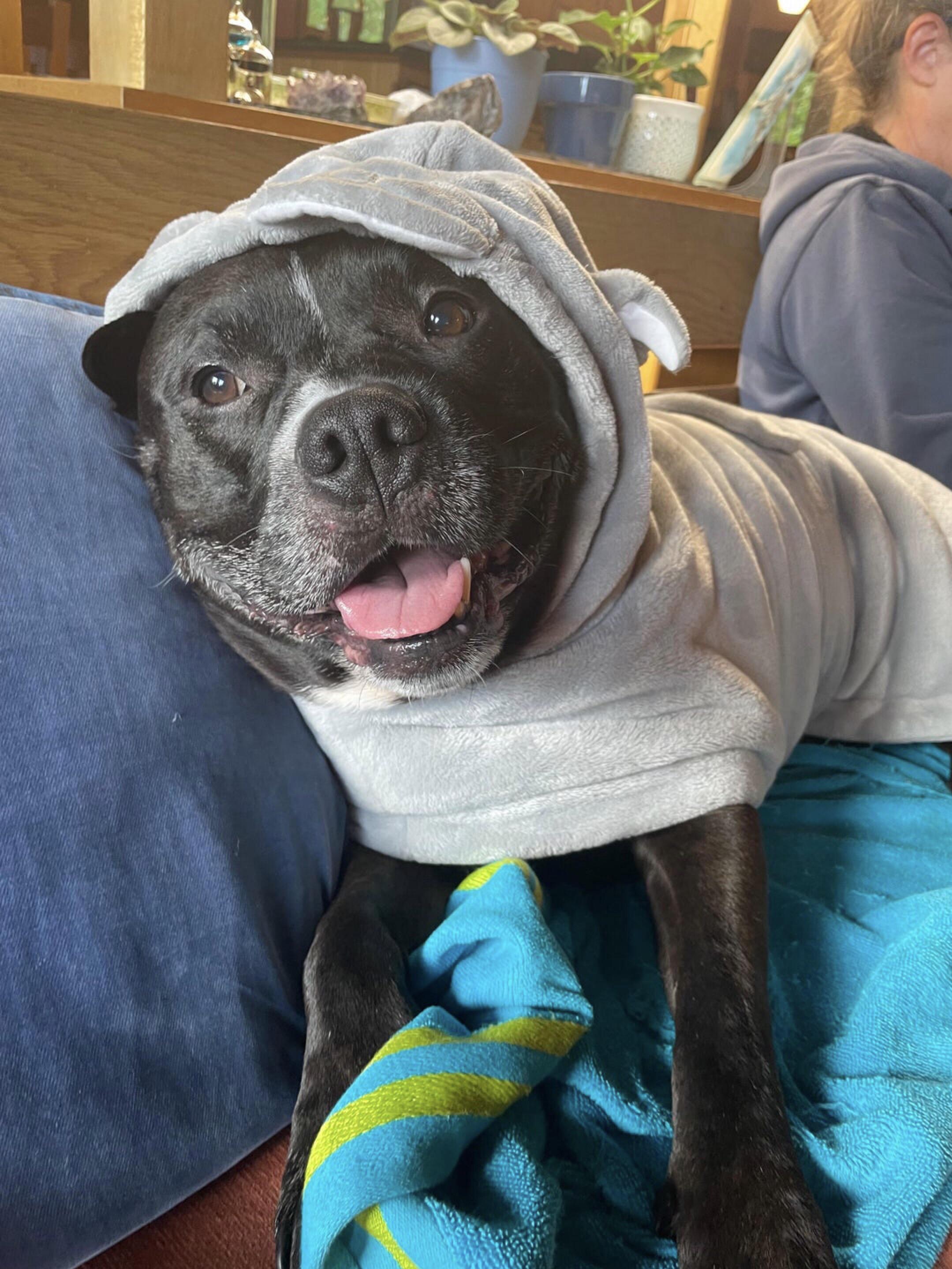 Hank 🐶 | Scrolller