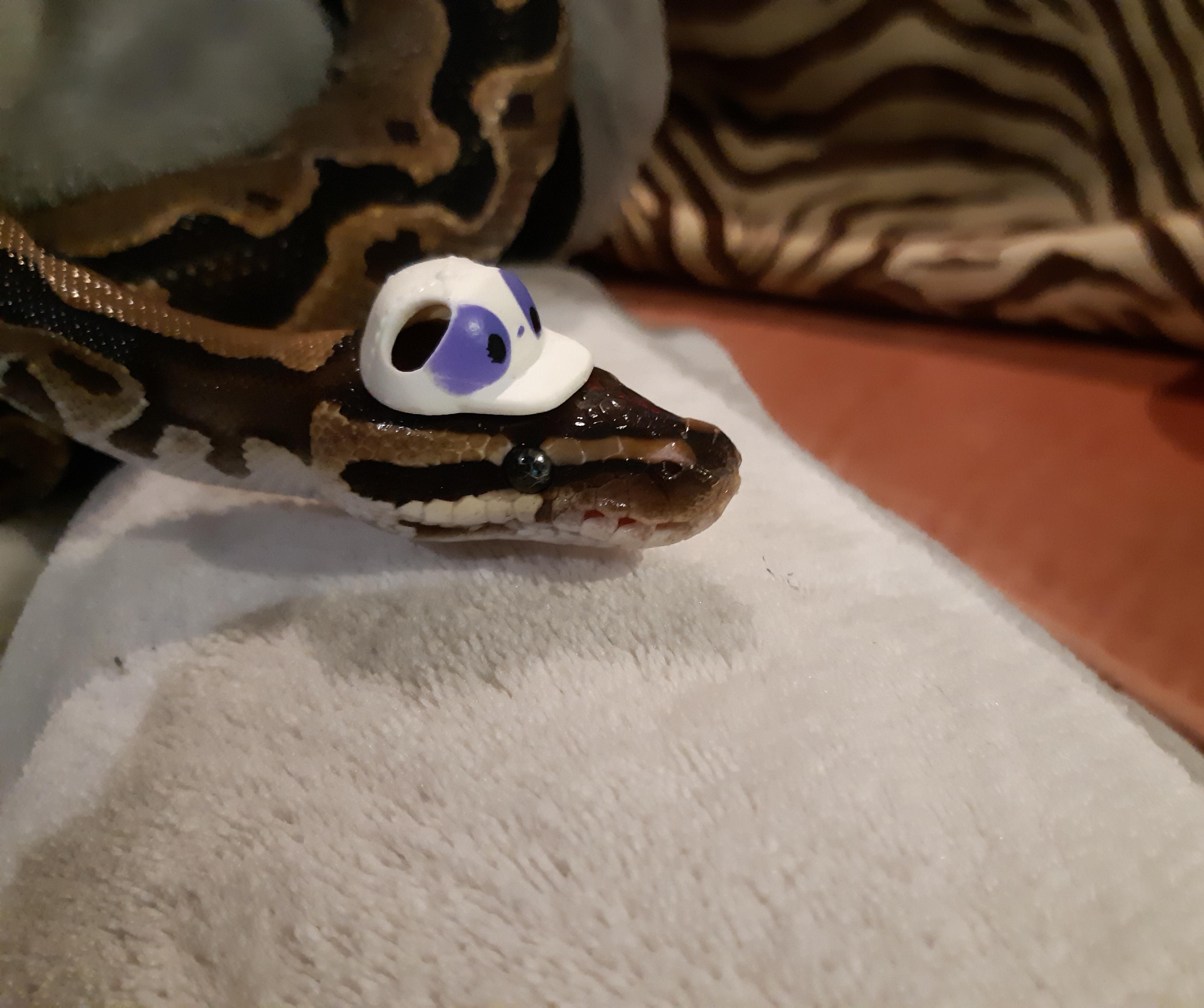 Hank is too Kool for skool | Scrolller