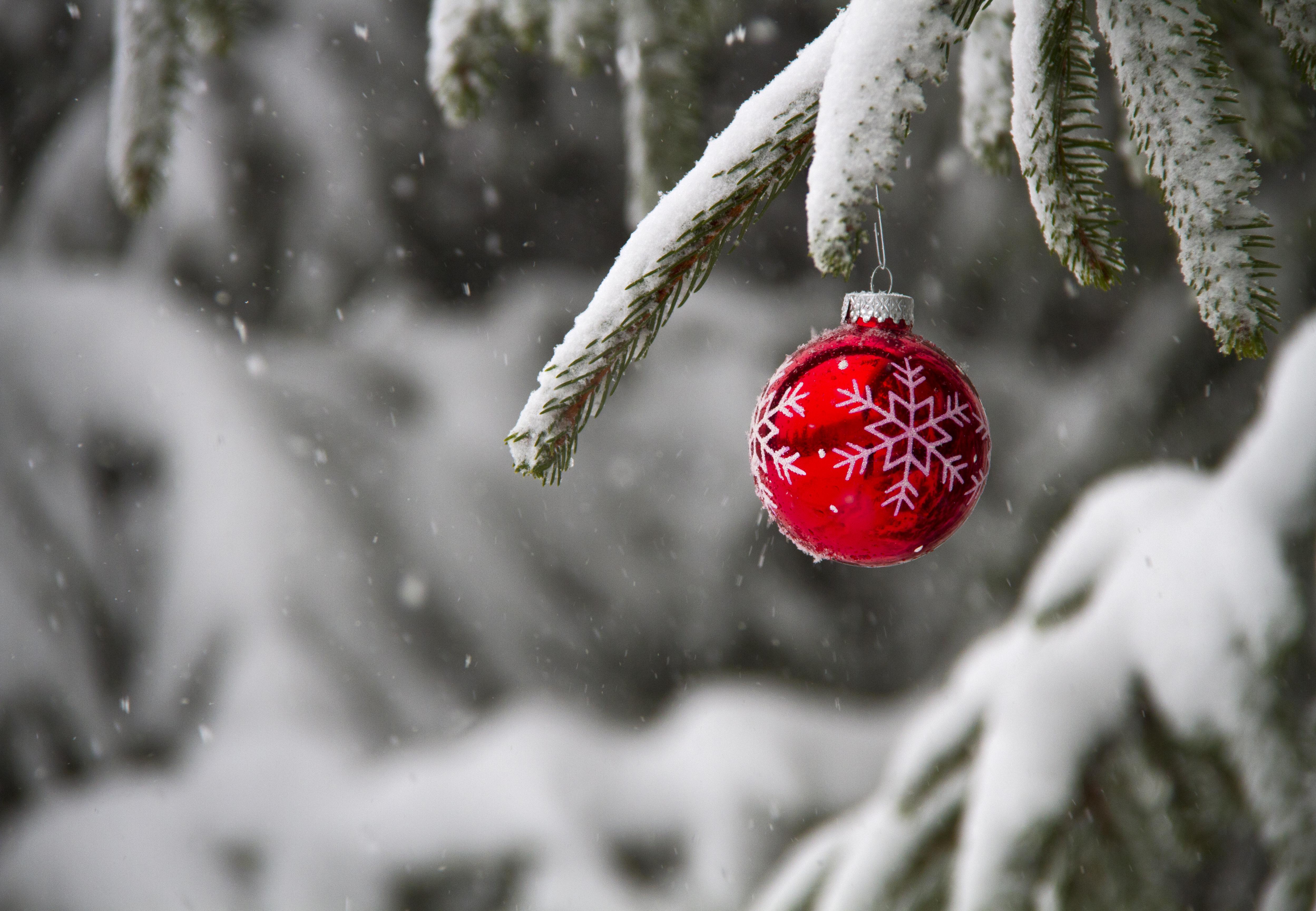 Happy December! | Scrolller