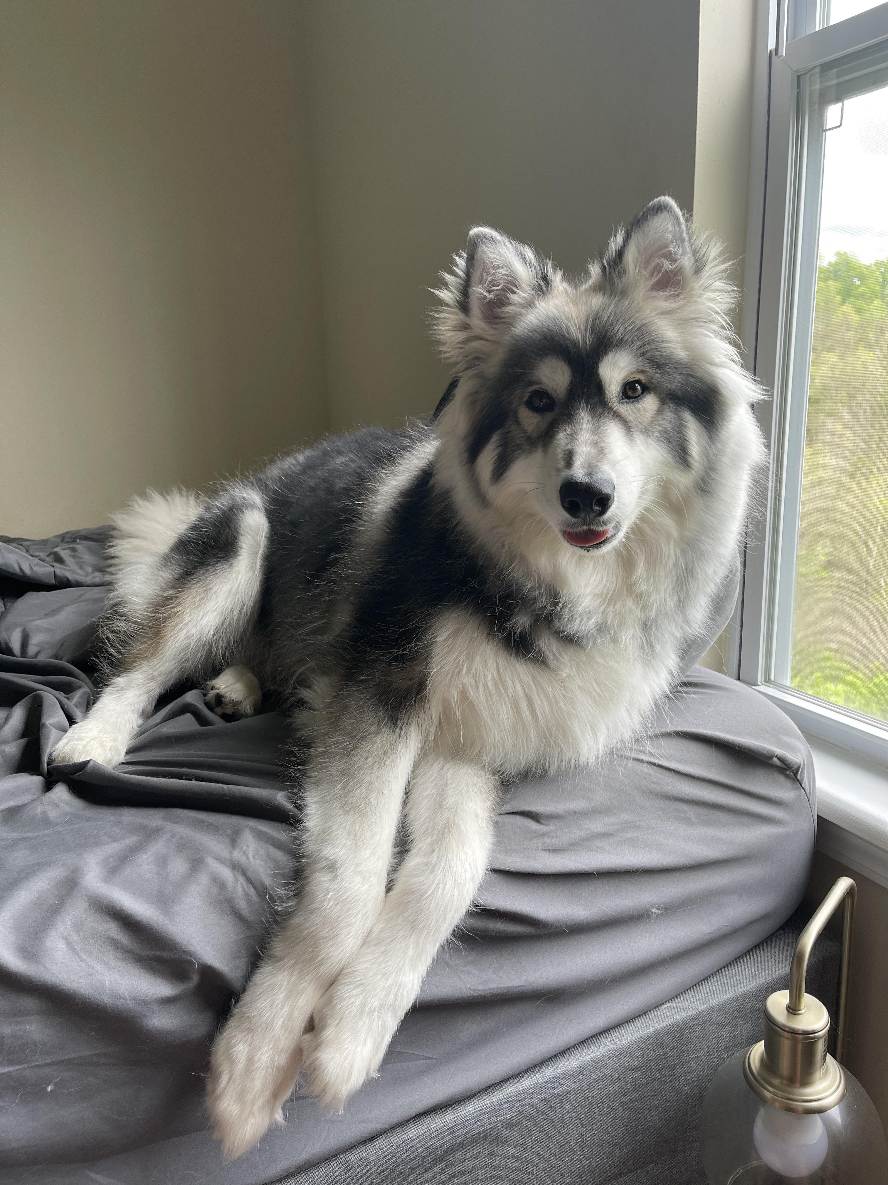 Happy Friday from my derpy doggo. | Scrolller