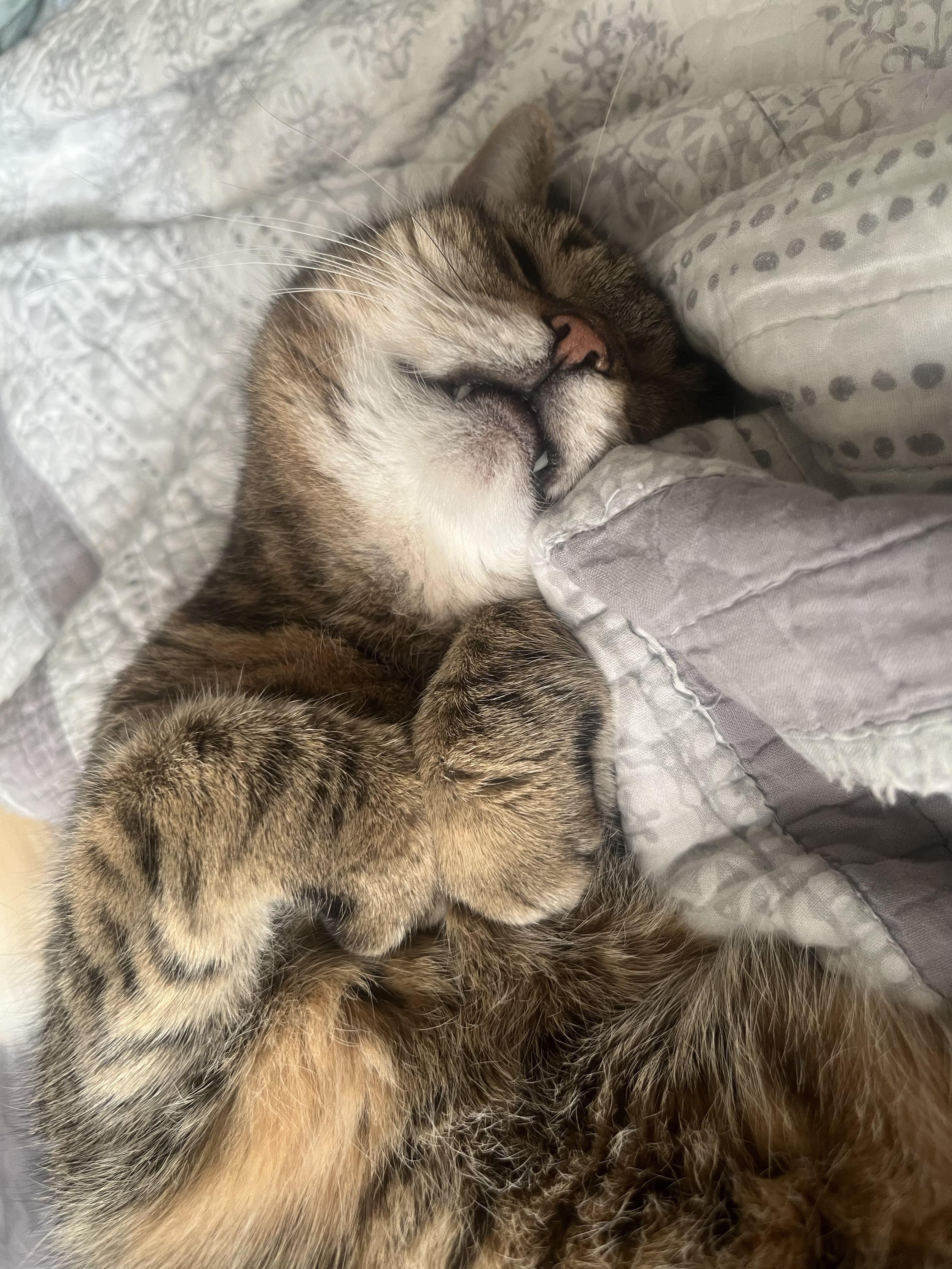 Happy Tiger-Bat | Scrolller