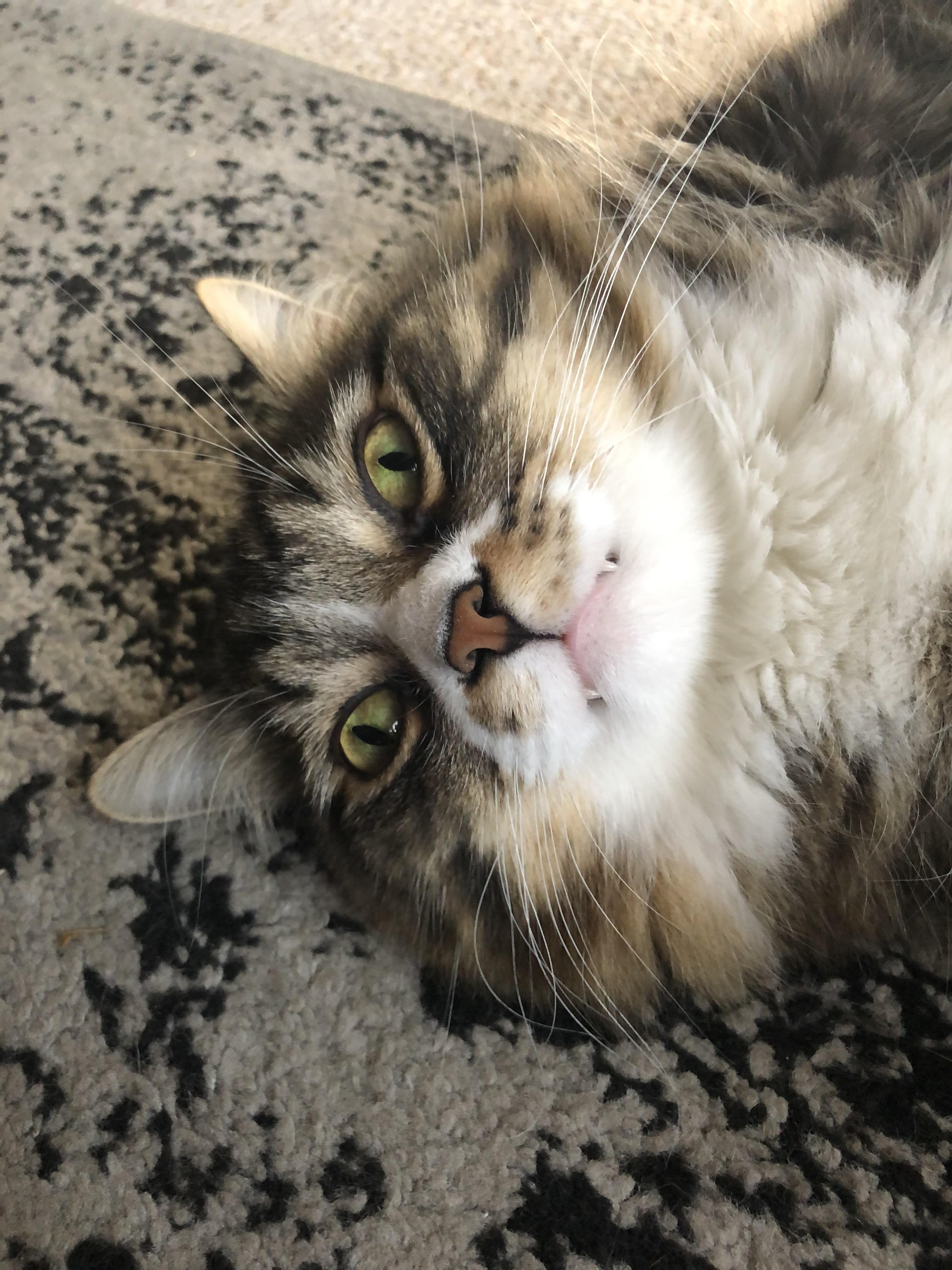 Hello there hooman | Scrolller