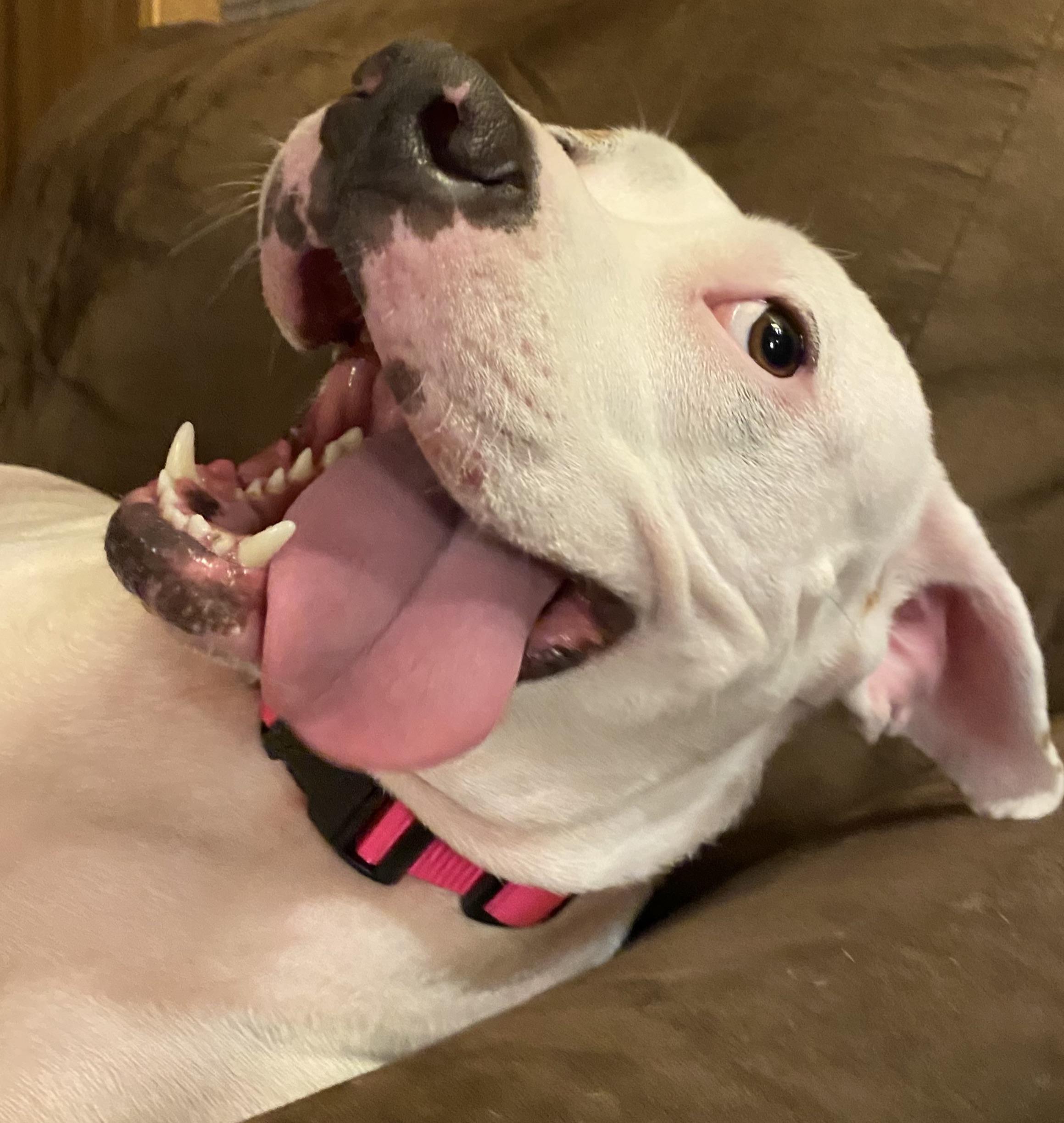 Her name is Zelda. This is her mischievous smile 😊 | Scrolller