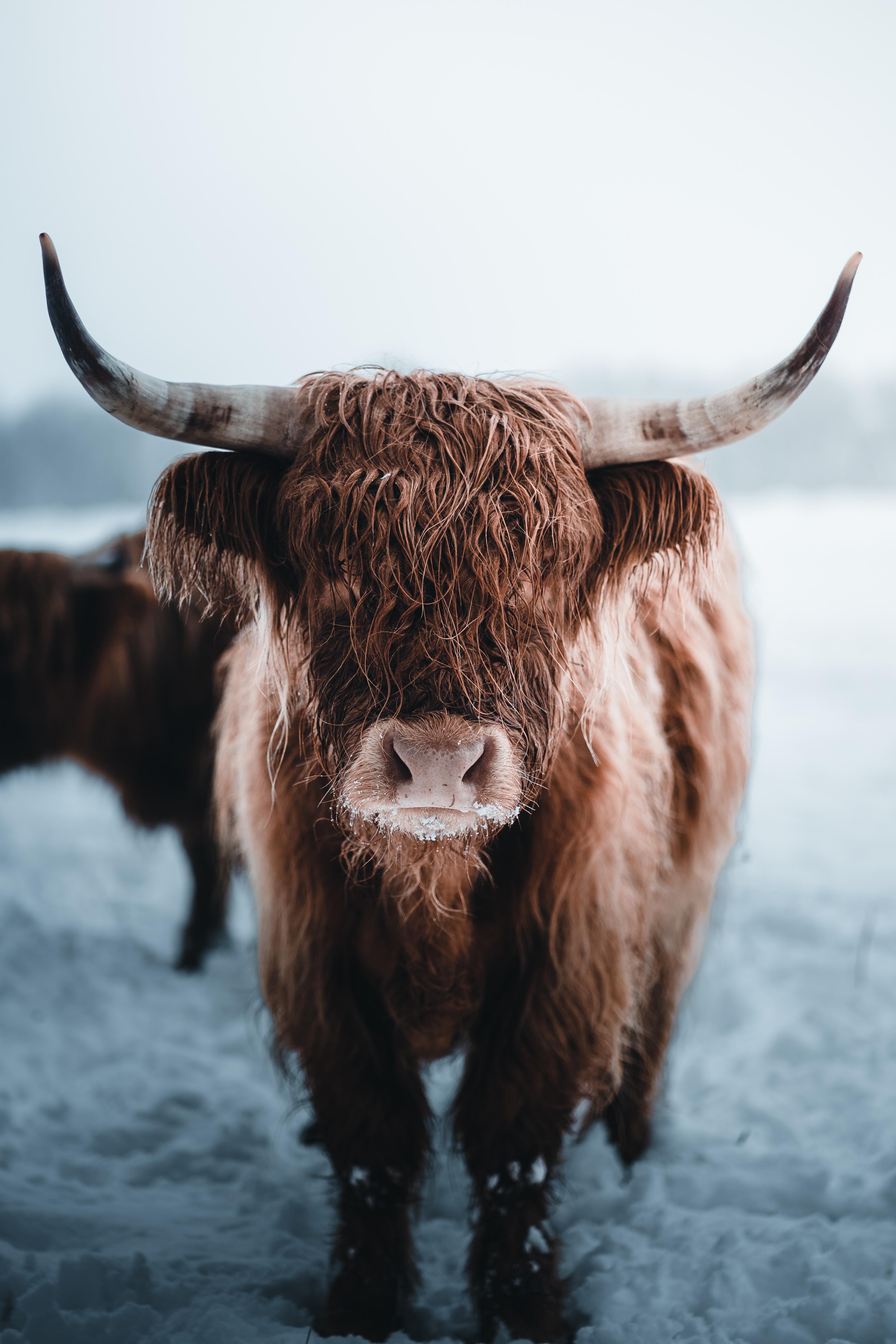 Highland Cow 🐮, A7iii 85mm f1.8 | Scrolller