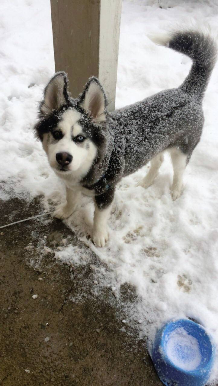 His first time experiencing snow! | Scrolller