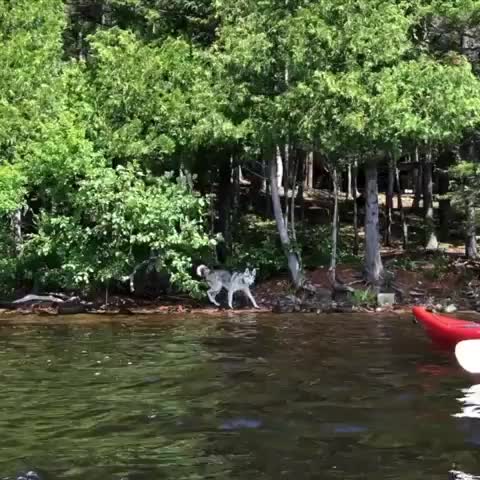Husky first time swimming | Scrolller