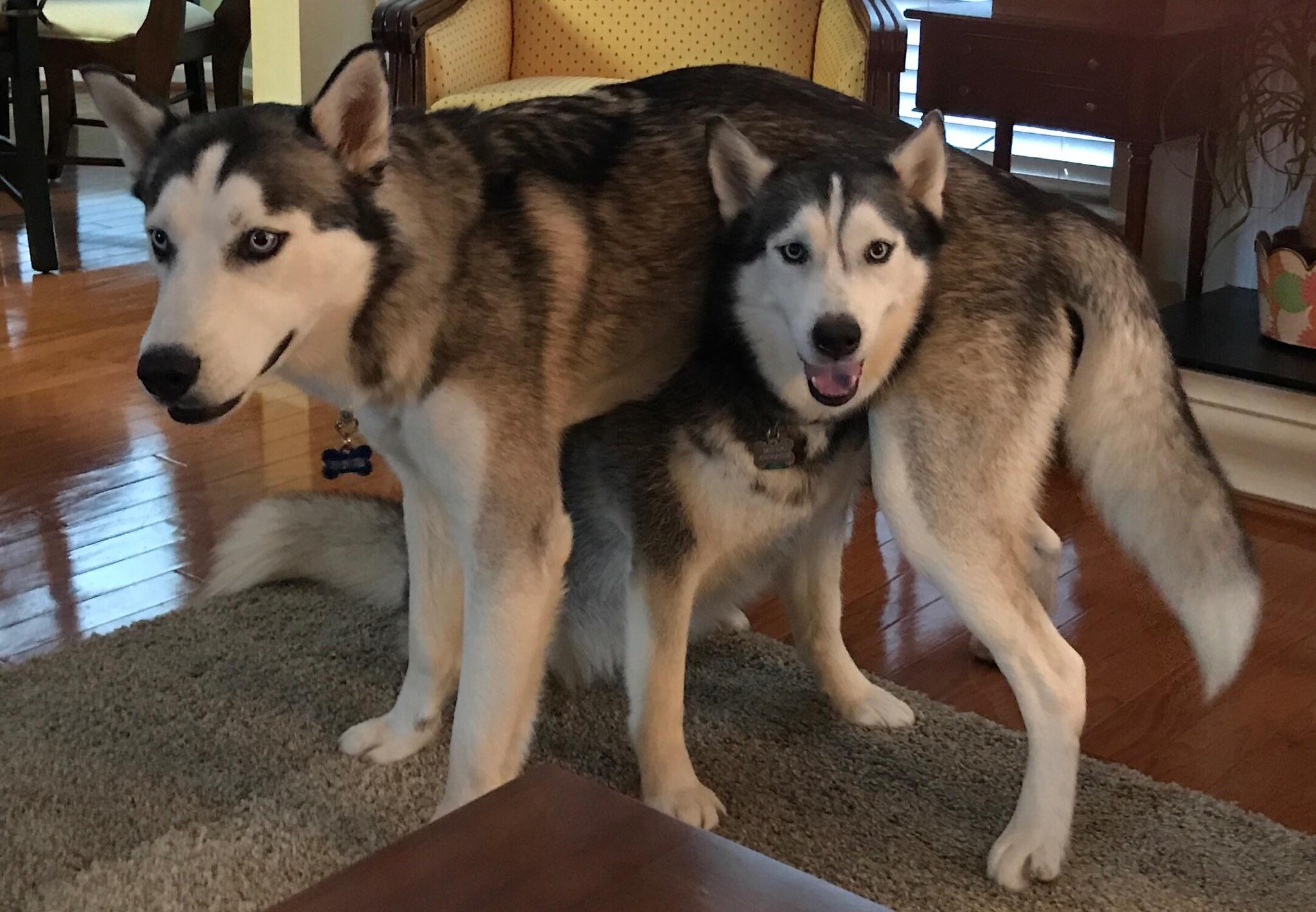 Husky twister! | Scrolller