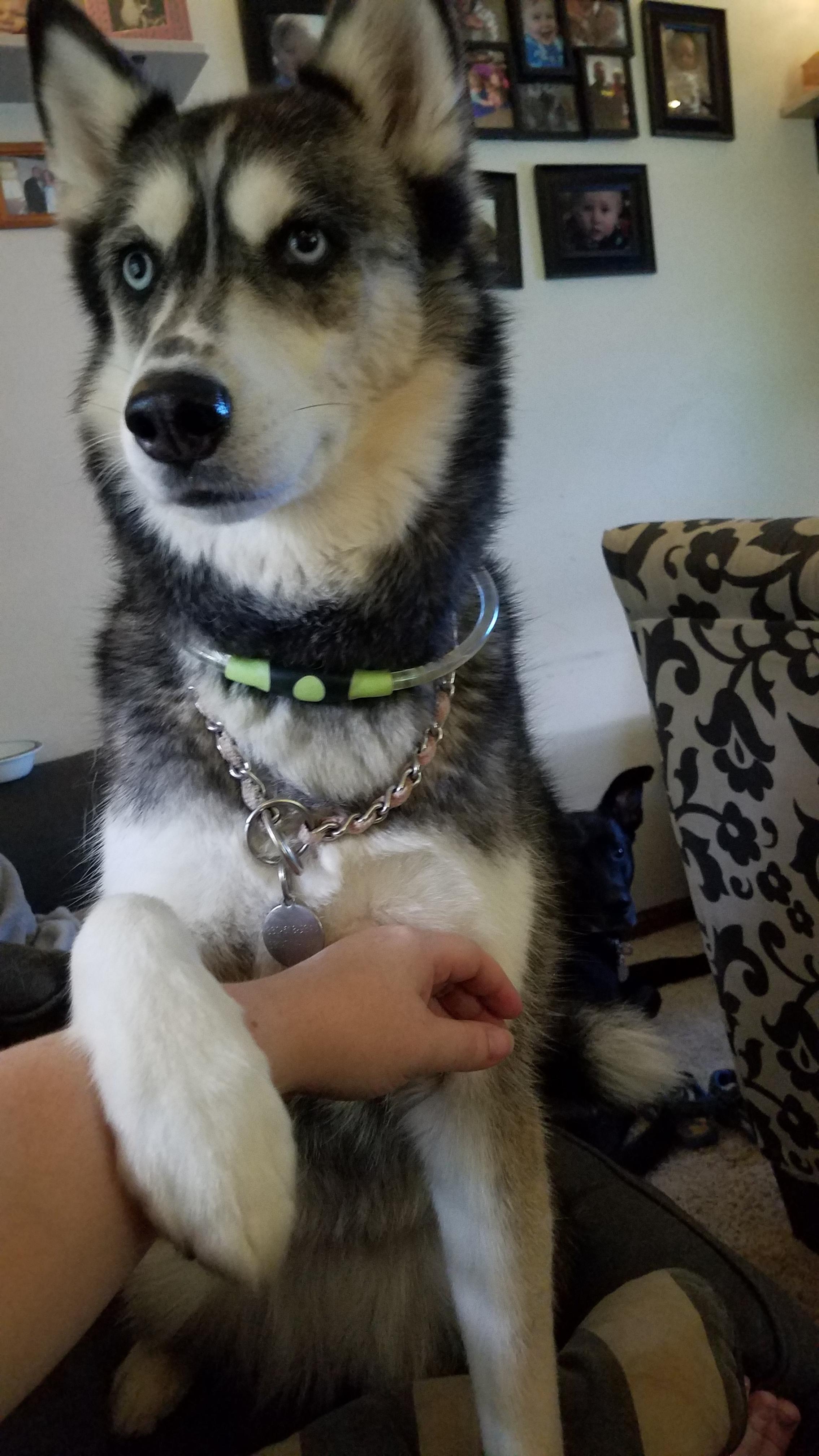 I demand pets | Scrolller