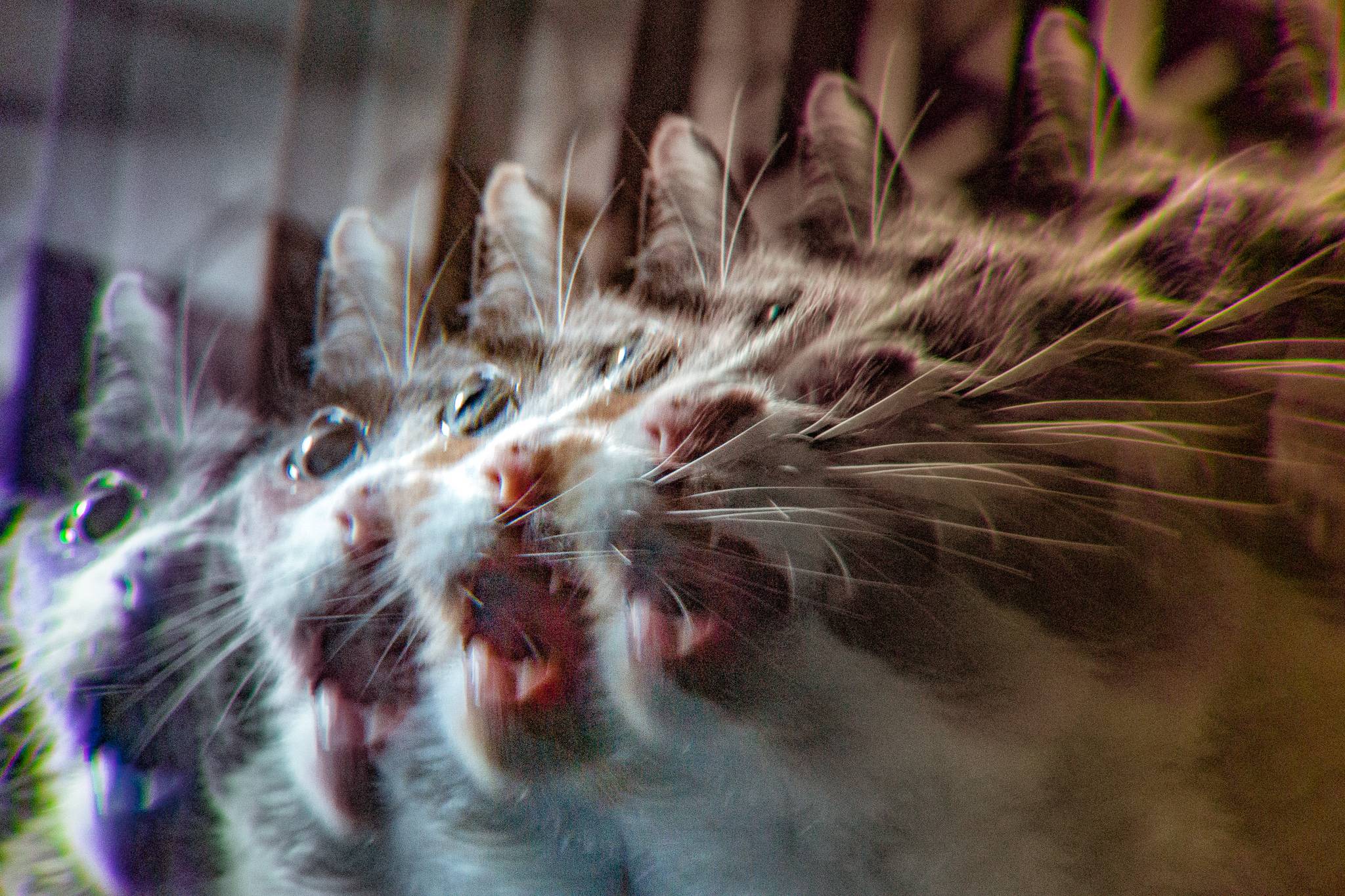 I Have No Kibble So I Must Scream. | Scrolller