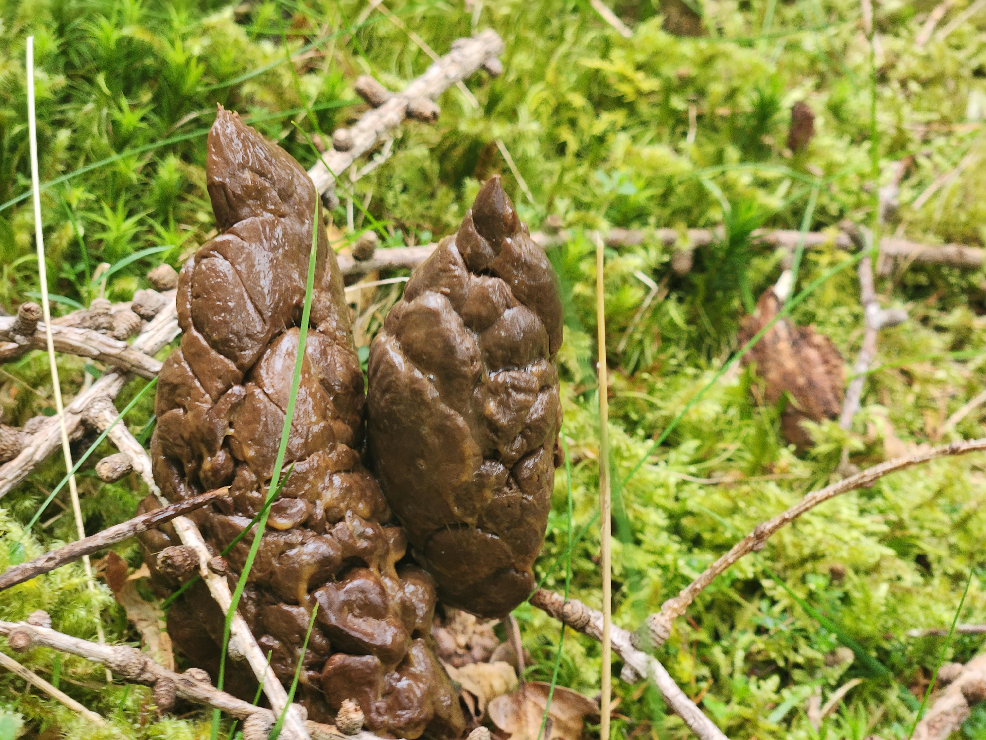 I want someone to shit on. Until then here's a wild poo x | Scrolller