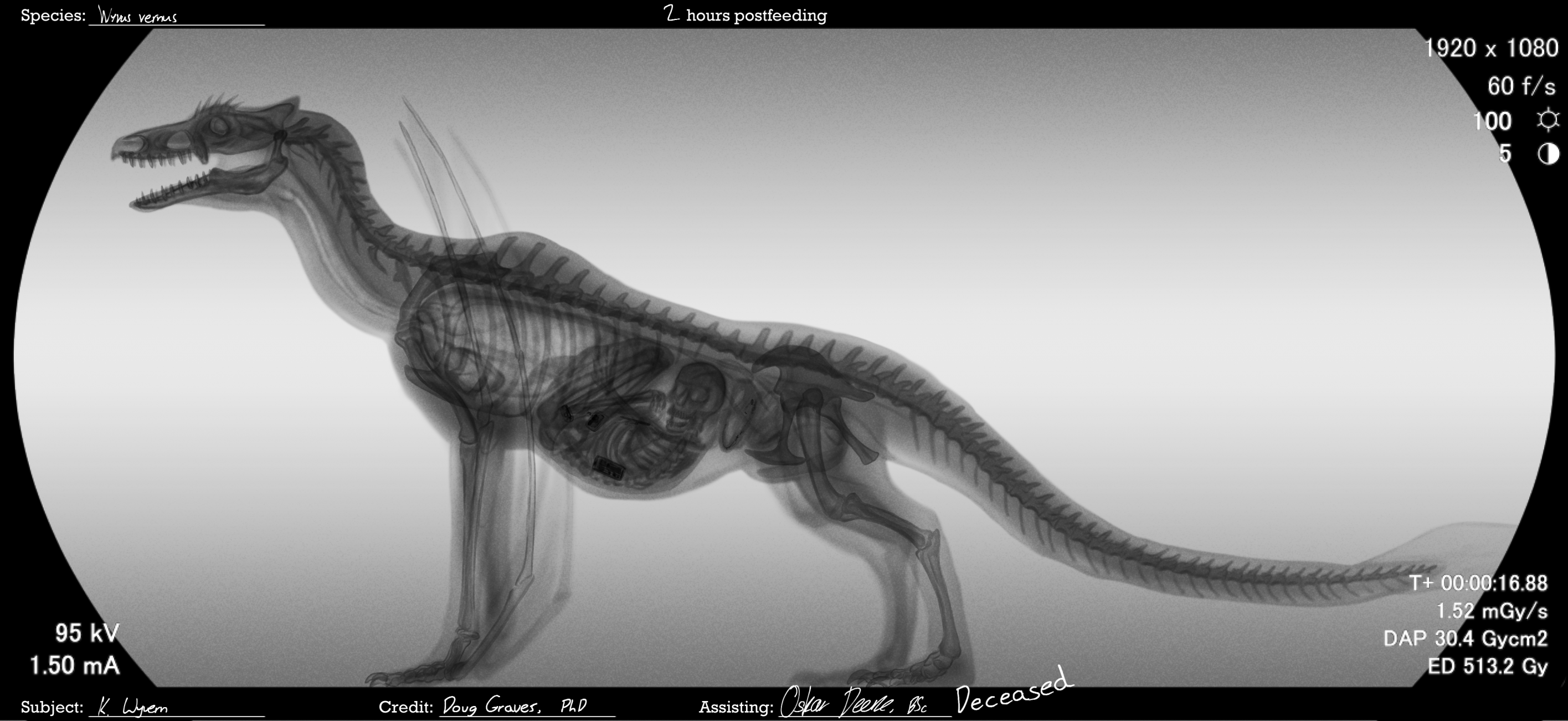 {Image} It's For Science! (by me) [x-ray] [wyvern] [human] | Scrolller