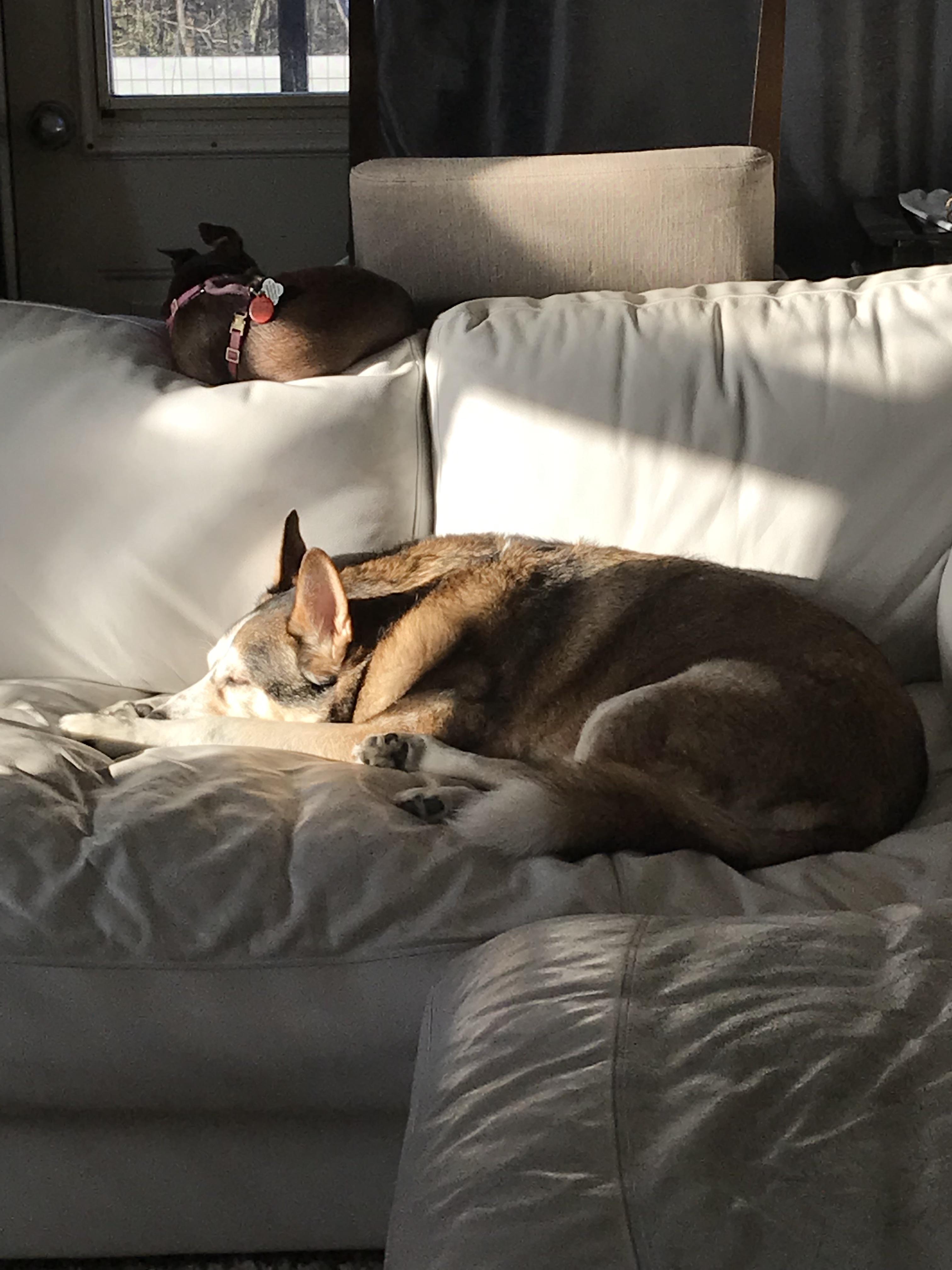 In loving memory of Chopin-Georges | Scrolller