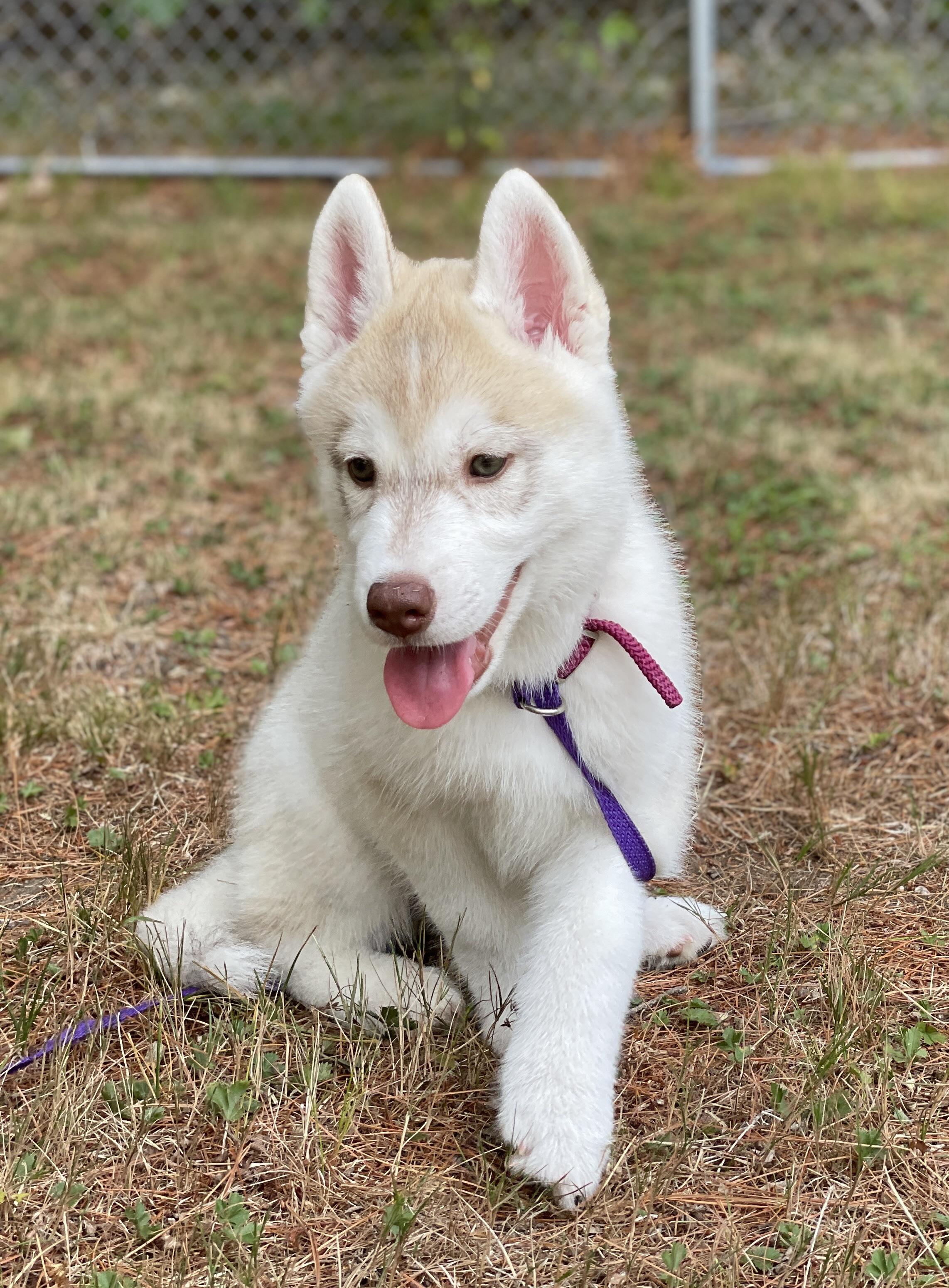 Introducing Scout. Nine weeks old yesterday. Our 3rd Siberian. So far, so incredibly awesome ...