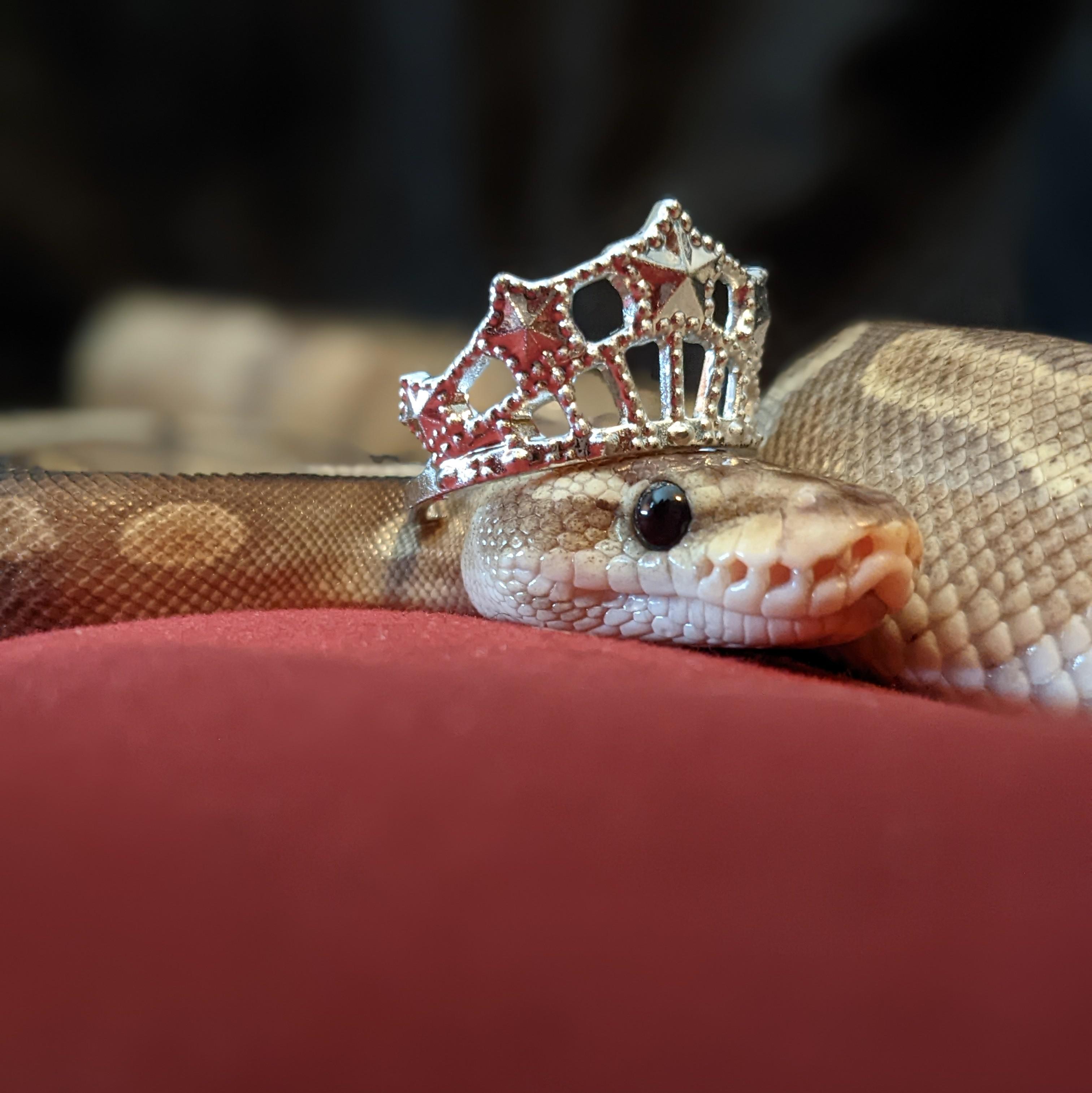 Is a tiara a hat? Ft. Princess Violet | Scrolller