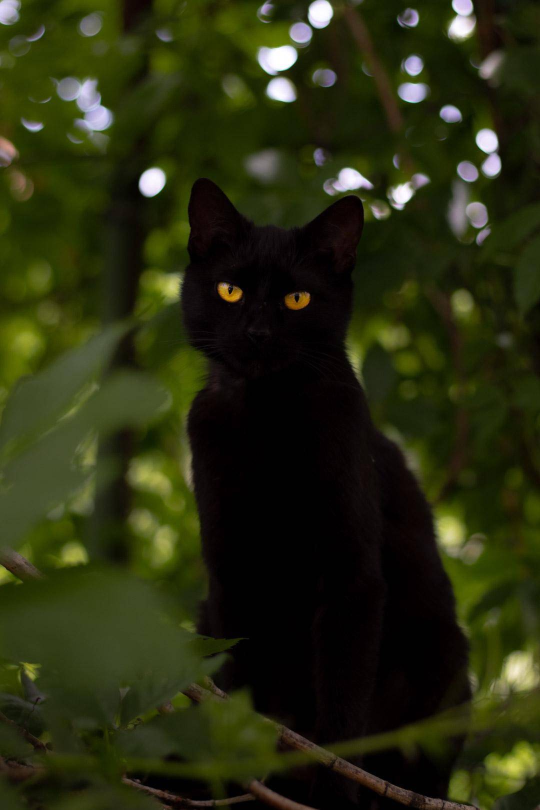 ITAP of a feral cat | Scrolller