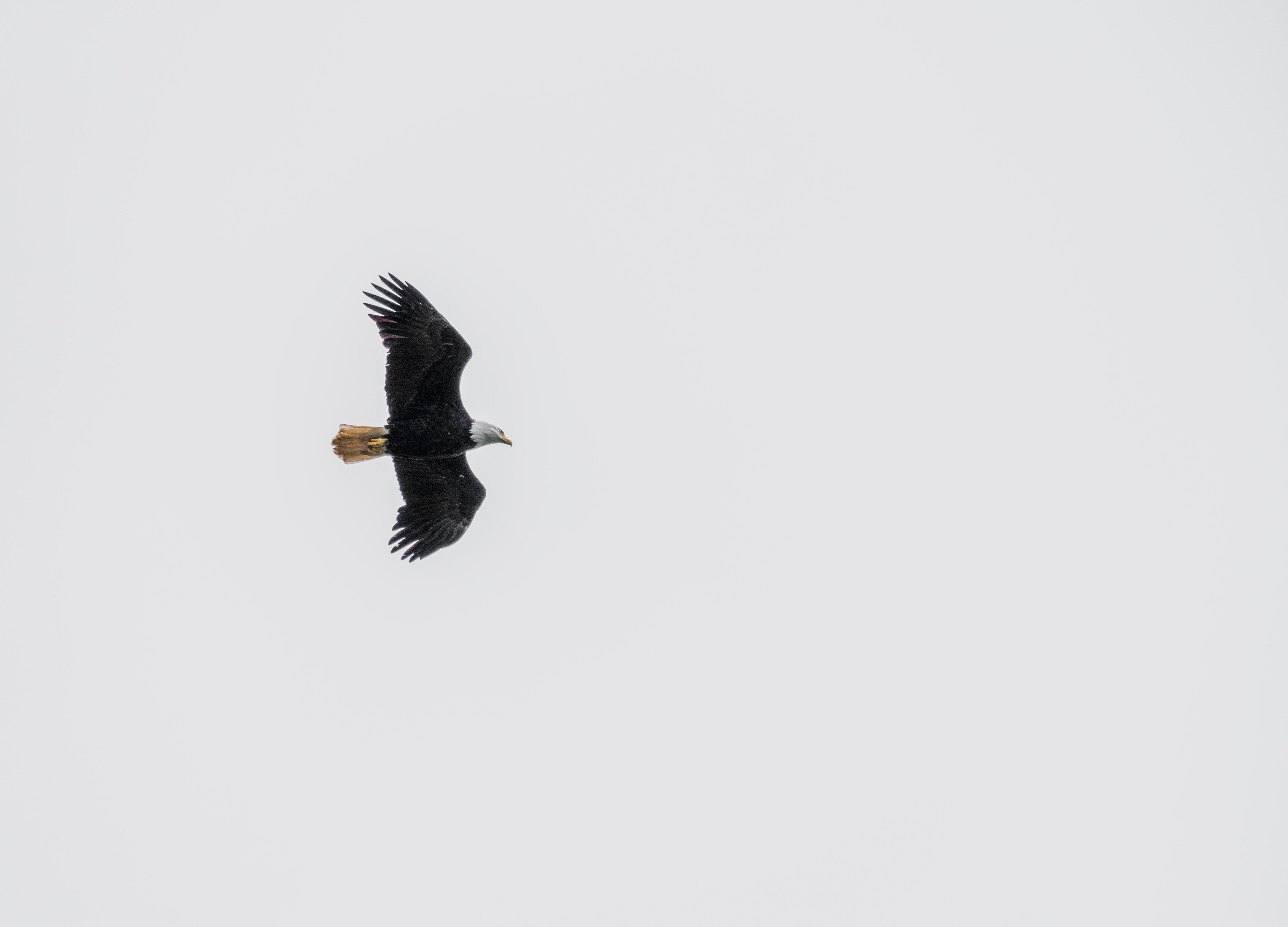ITAP of an eagle | Scrolller