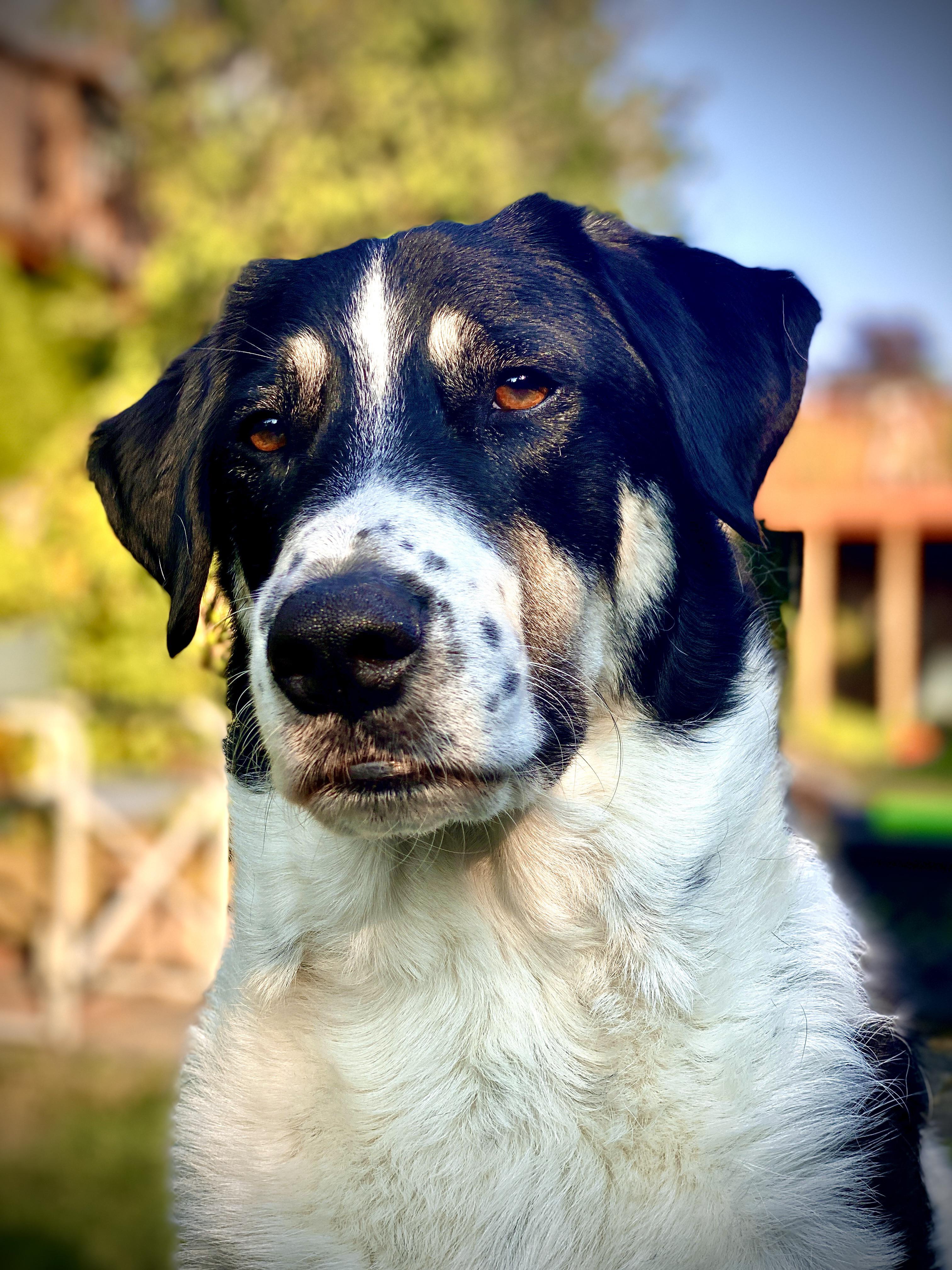 ITAP of my dog | Scrolller