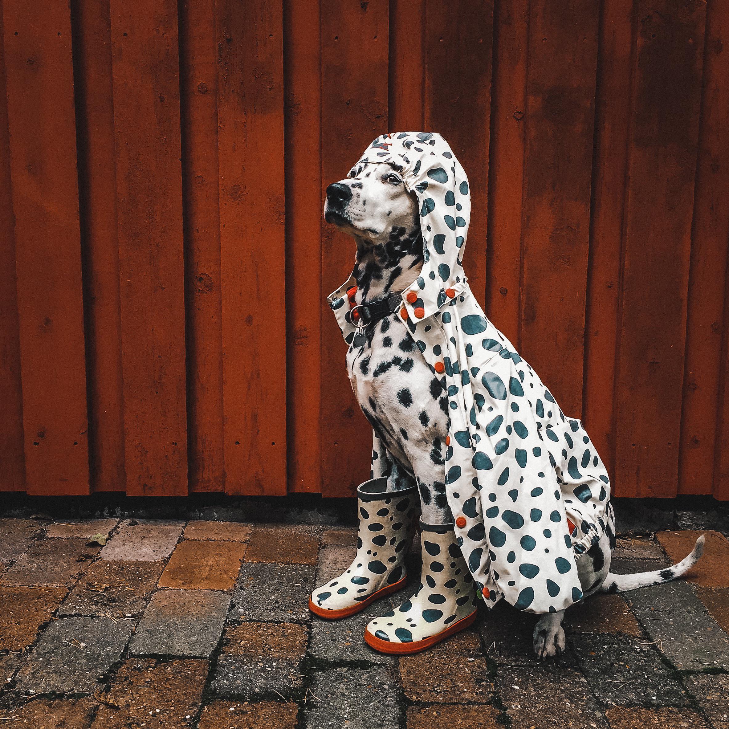 ITAP of my dog and her camo suit | Scrolller