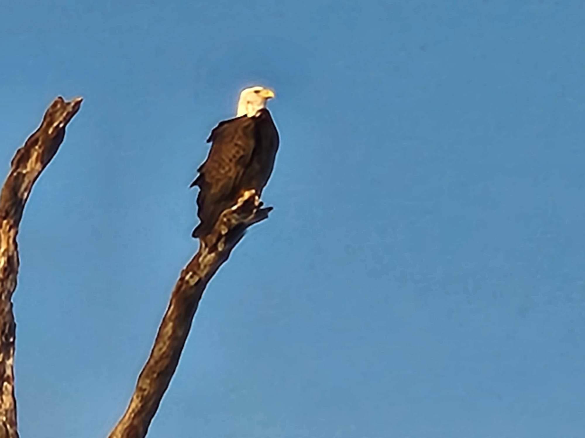 Kentucky Bald Eagle | Scrolller