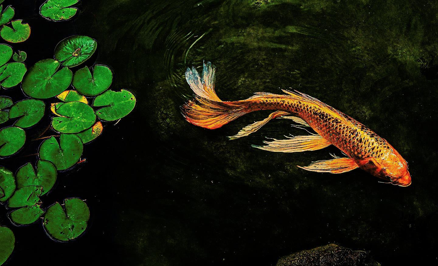 Koi fish | Scrolller