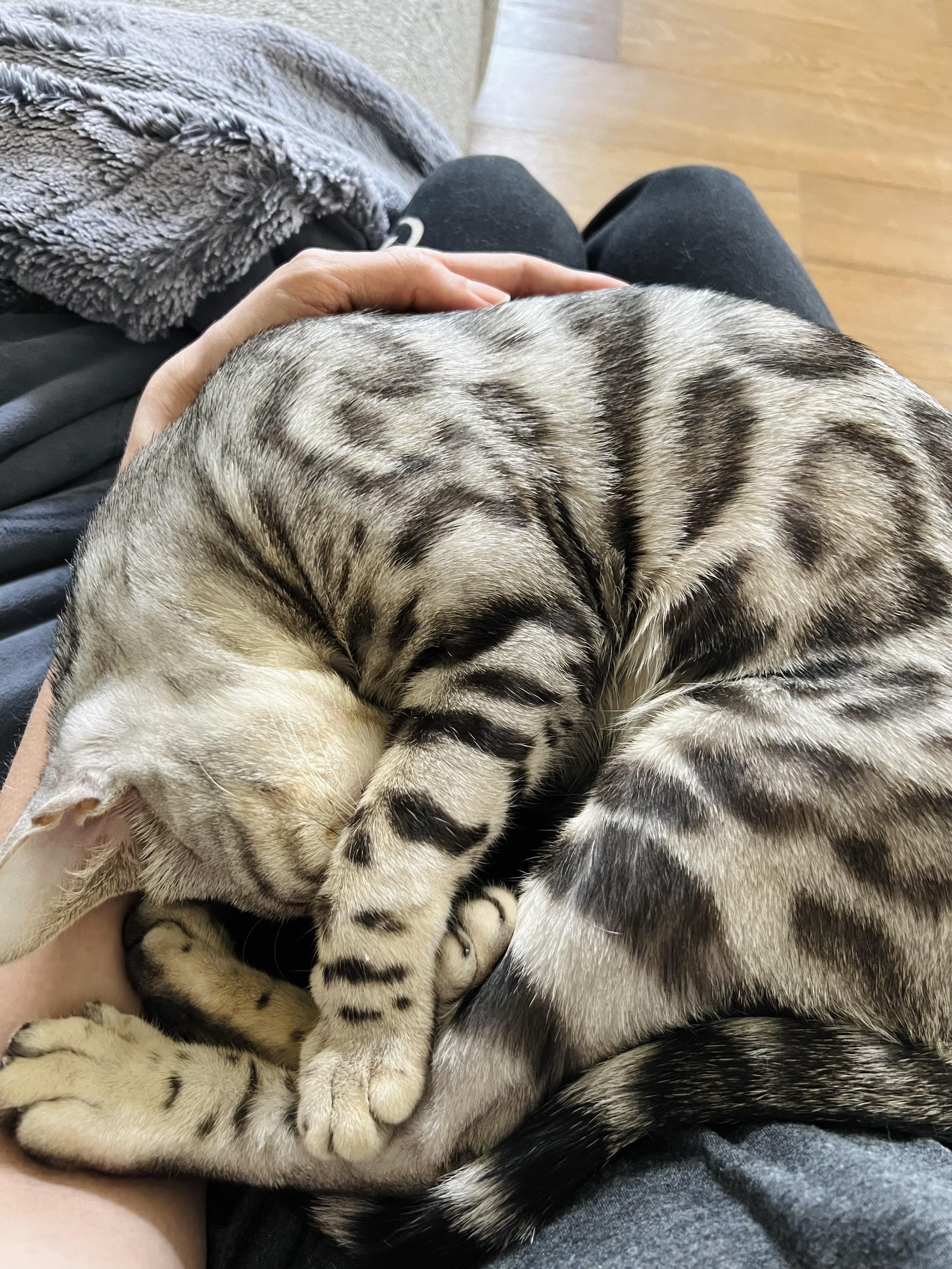 Lap shrimp | Scrolller