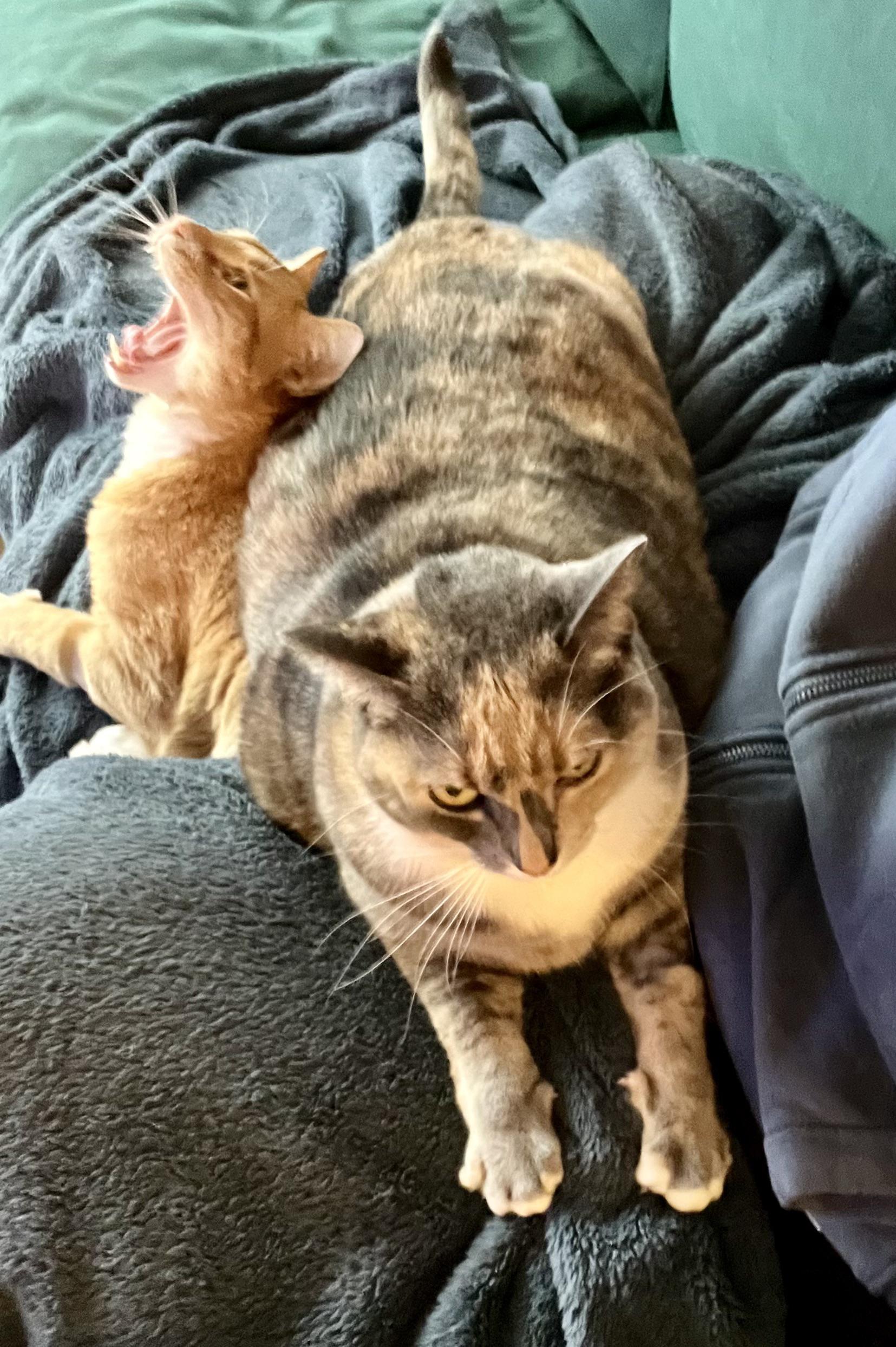 Lap Thief | Scrolller