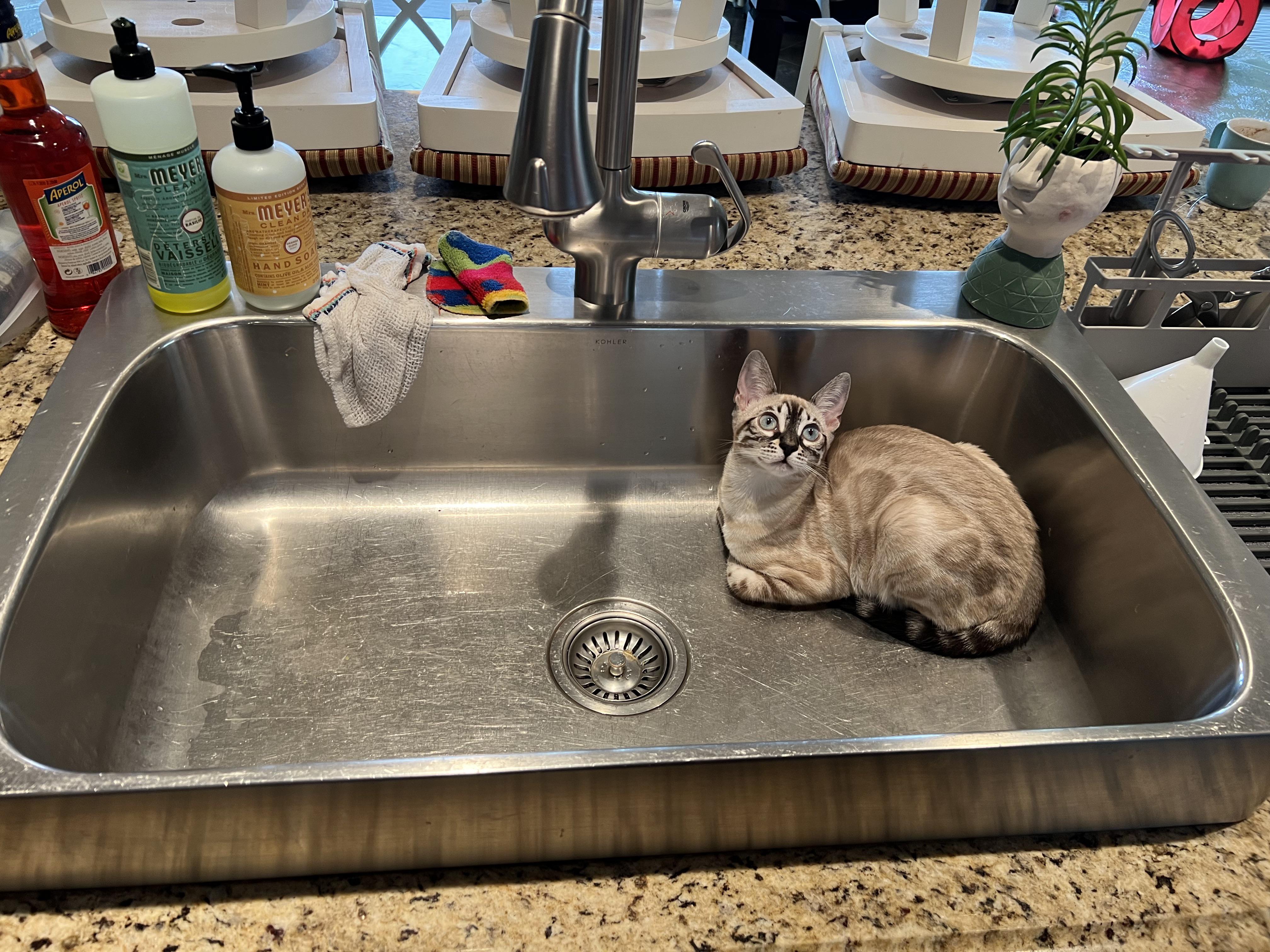 Large sink, kitten for scale. | Scrolller