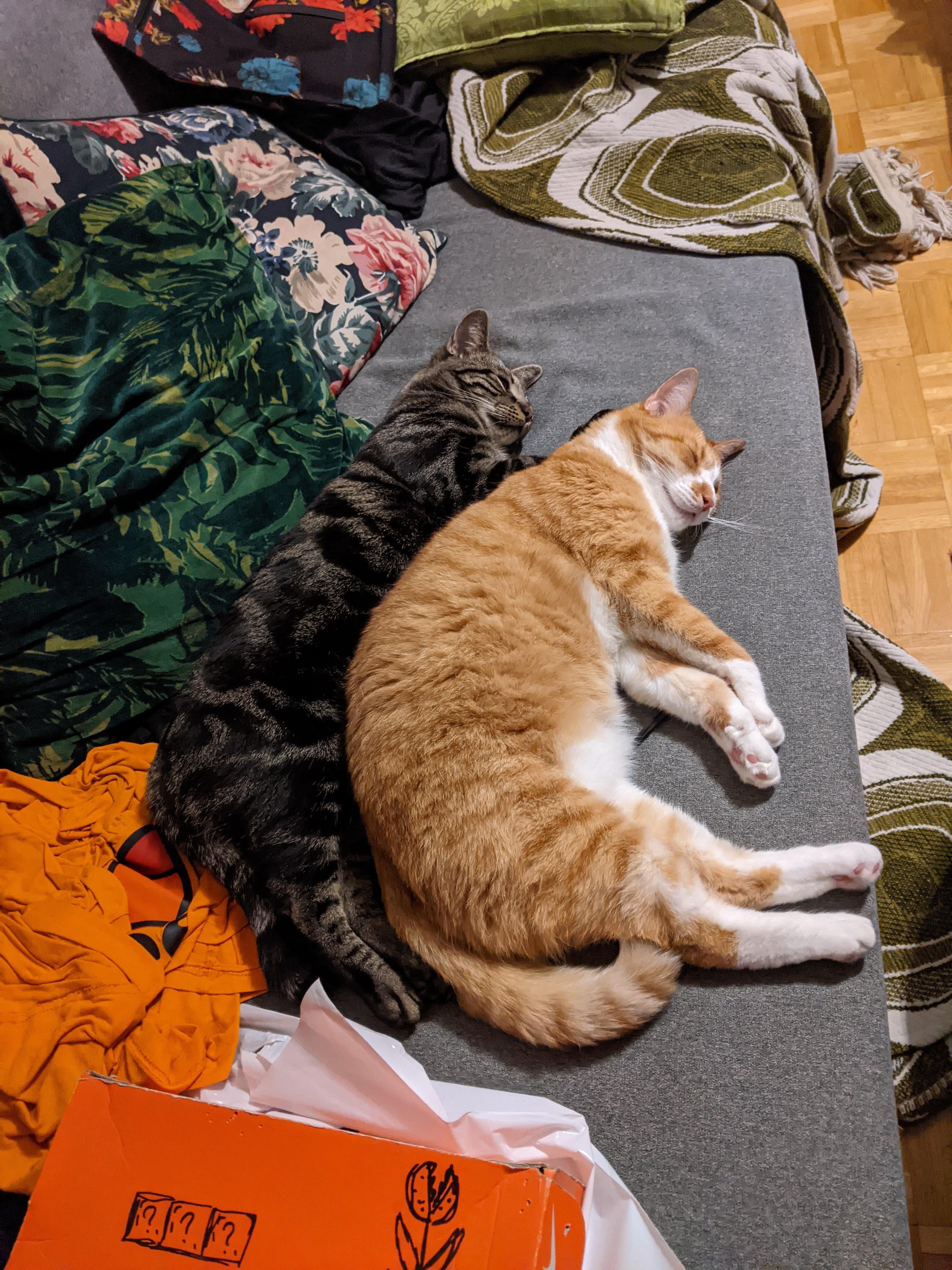 Lazy cats hogging the sofa | Scrolller