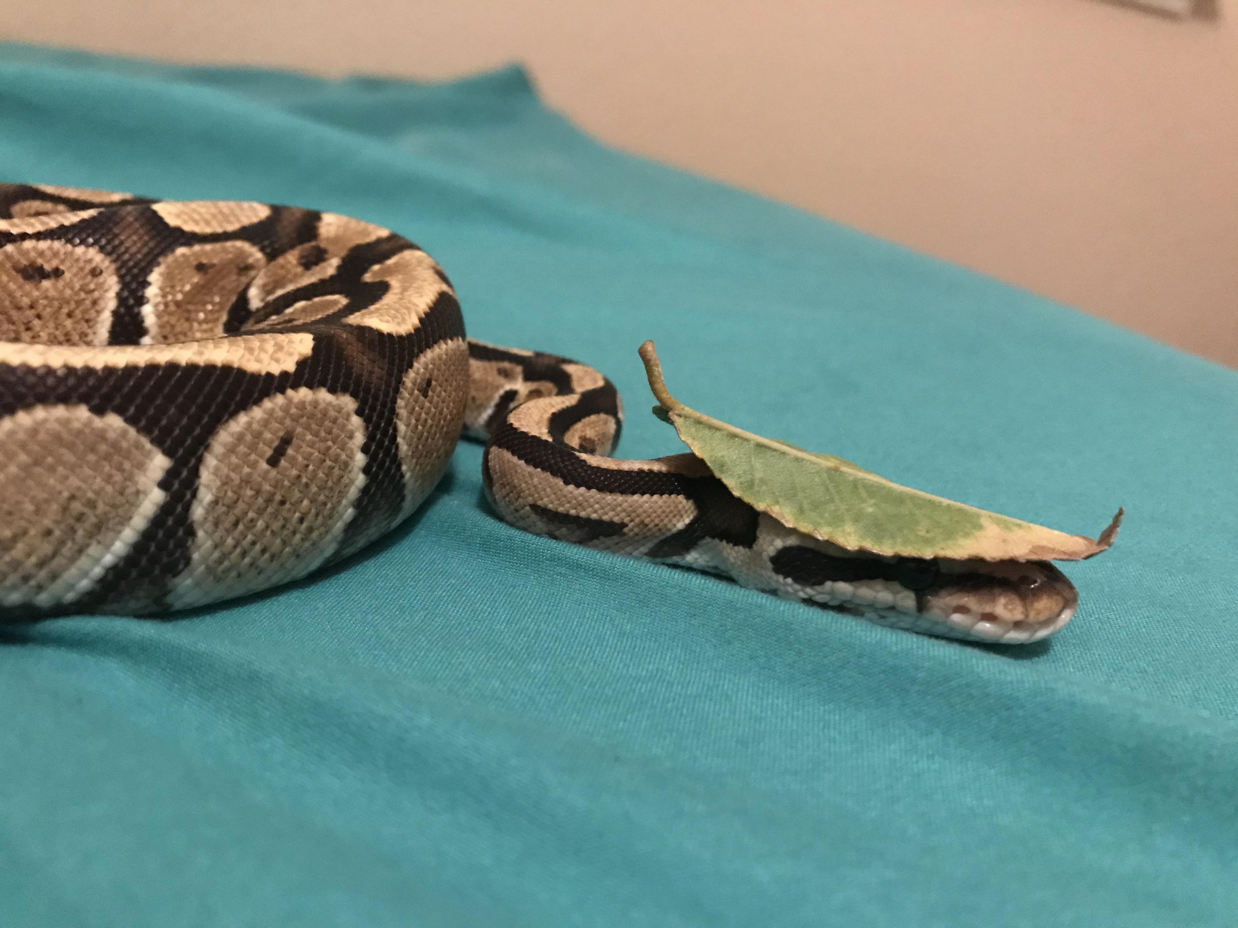 Leaf Hat | Scrolller