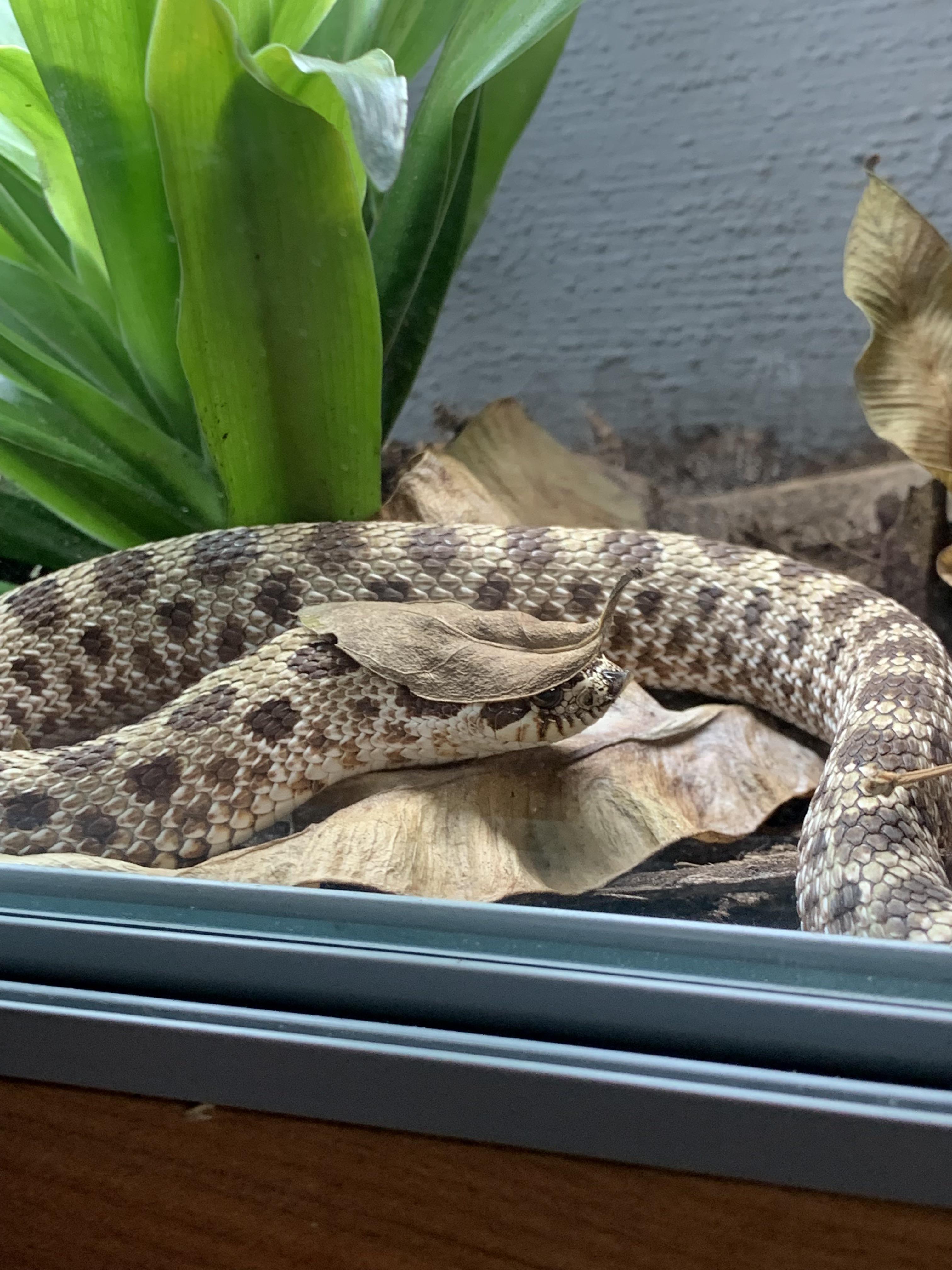 “Leaf me alone!” -Ares the angry (yet stylish) Hognose | Scrolller