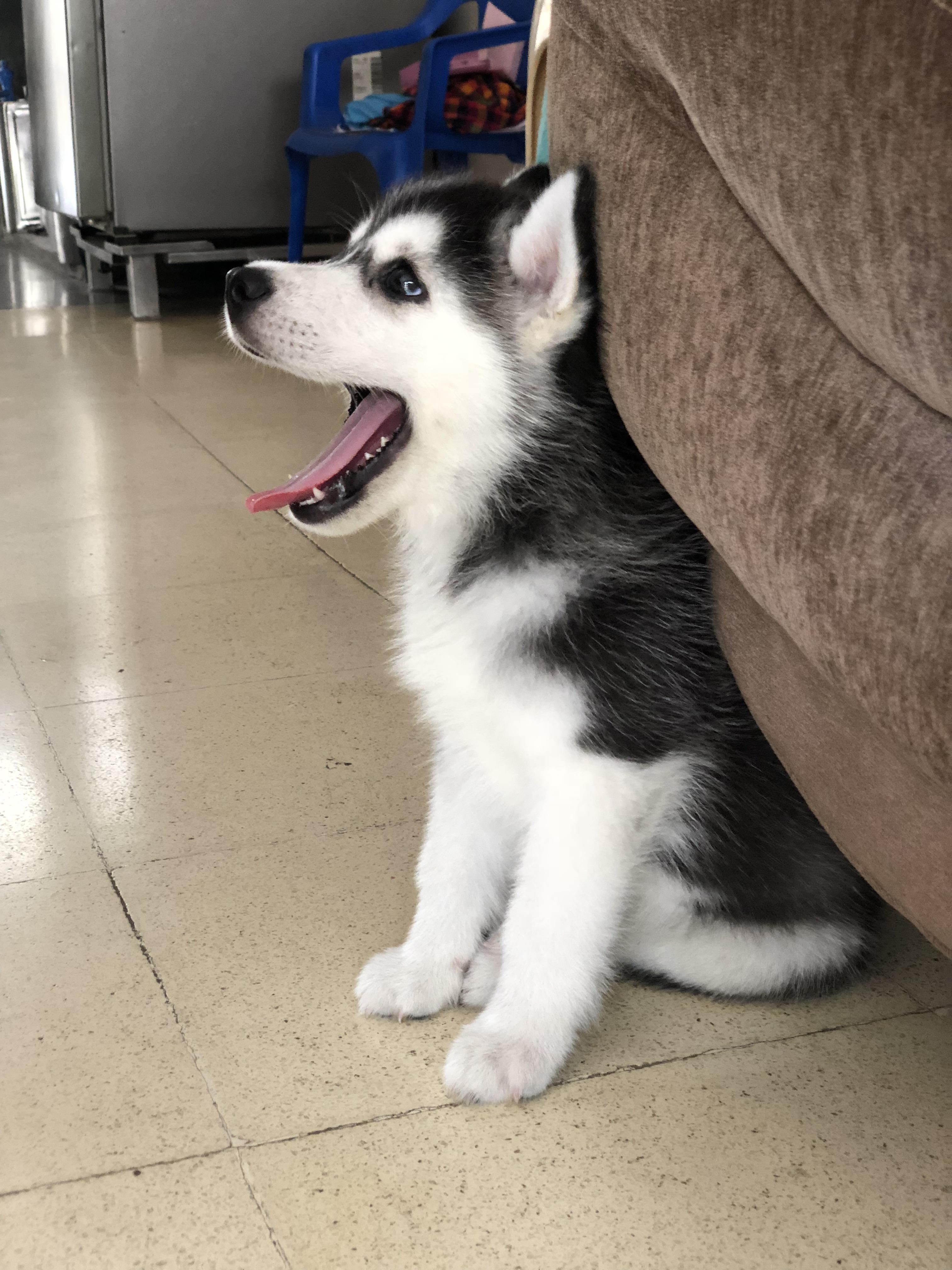 Leo my pup 🐶 | Scrolller